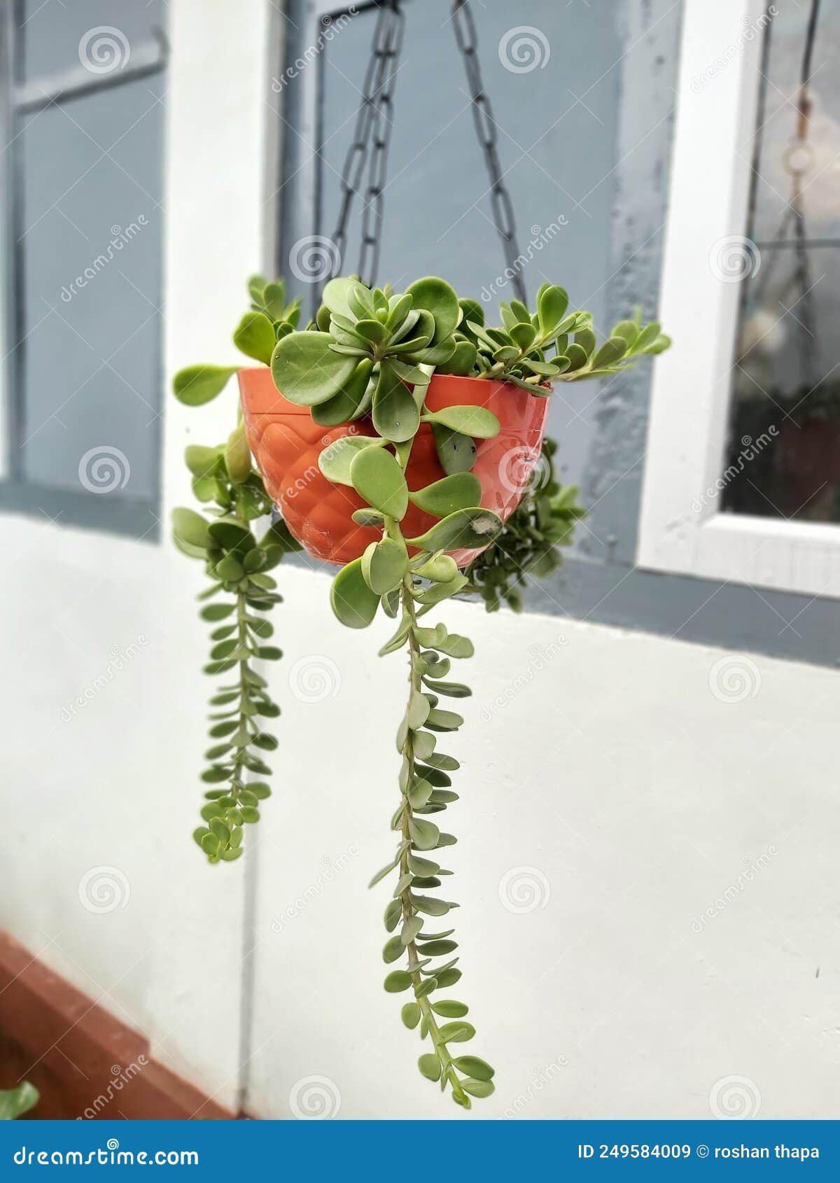 Hanging jade plants stock image. Image of plants, looks - 249584009