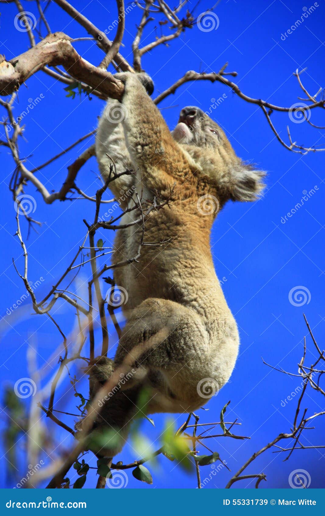 Hanging Koala stock image. Image of animal, care, cute - 55331739
