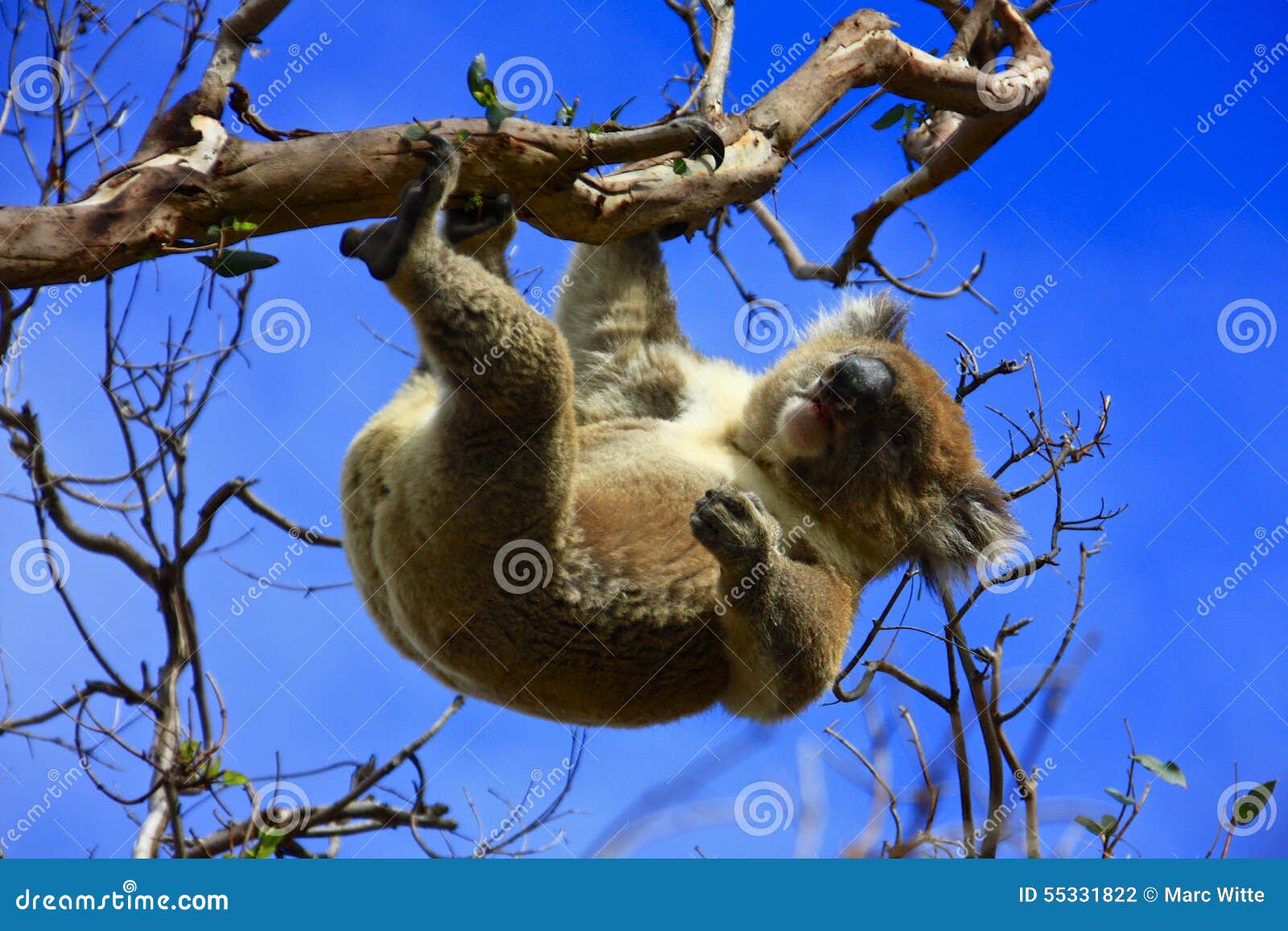 Hanging Koala stock photo. Image of lazy, australian - 55331822