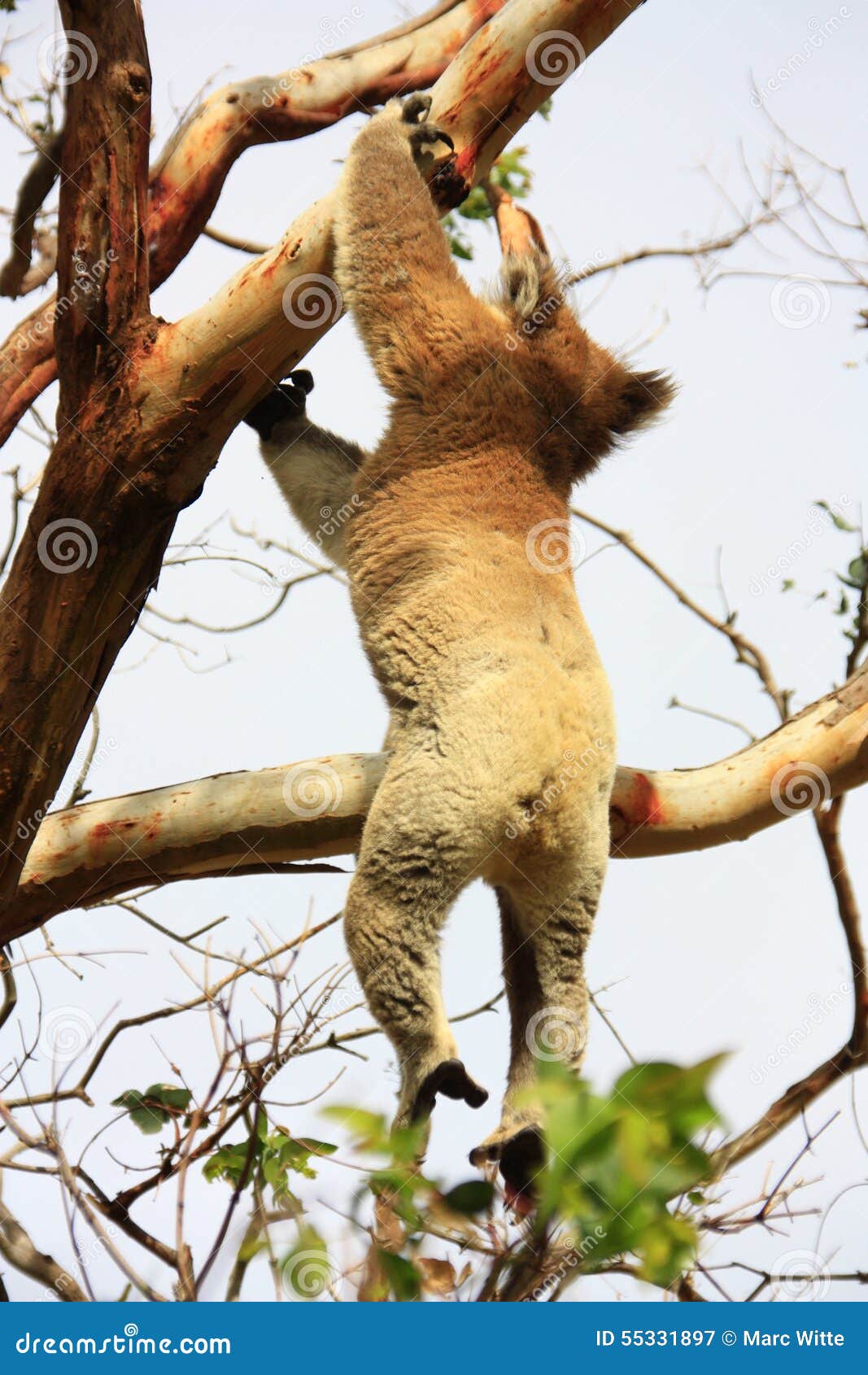 Hanging Koala stock image. Image of australian, aussie - 55331897