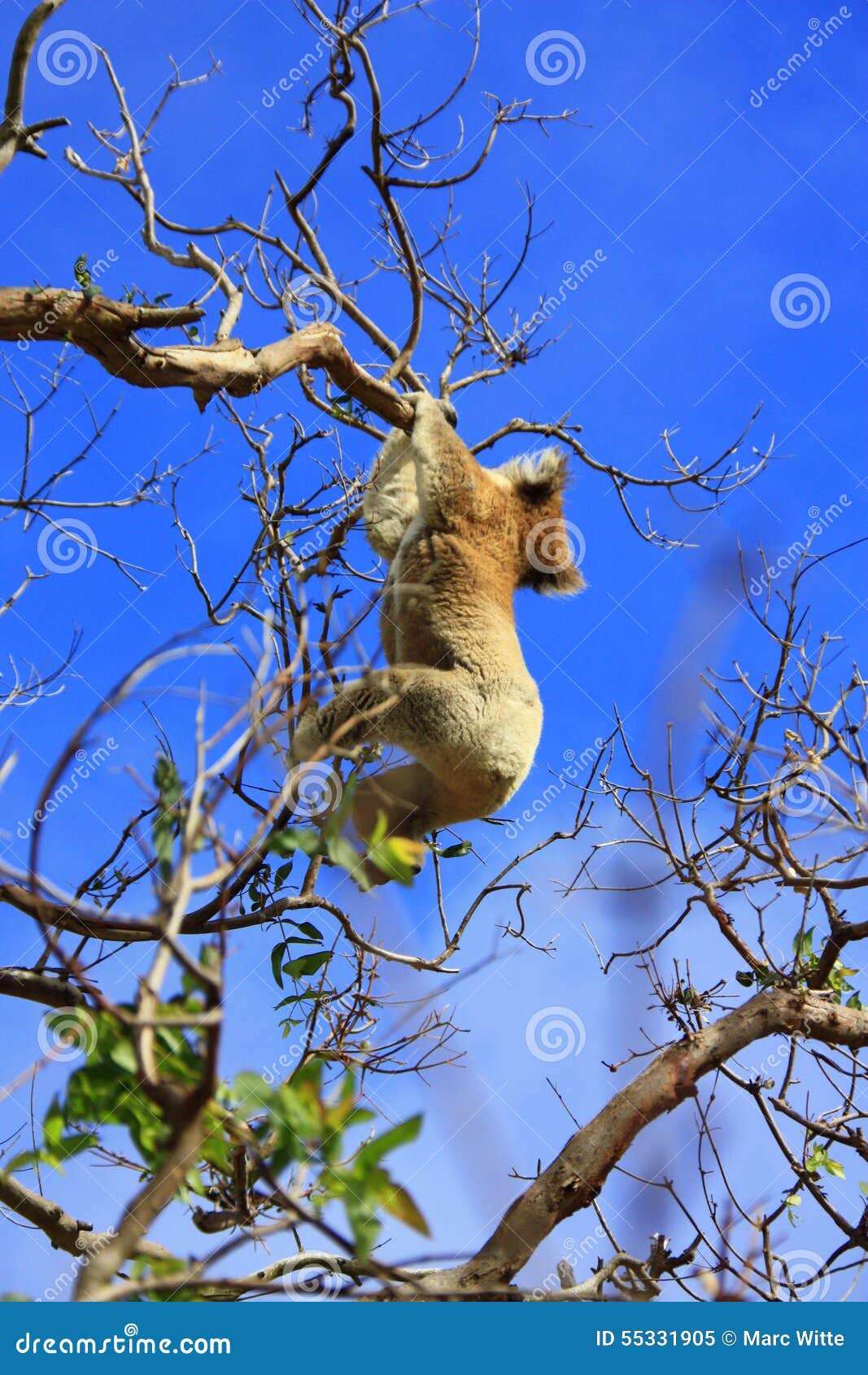 Hanging Koala stock image. Image of climb, copy, green - 55331905