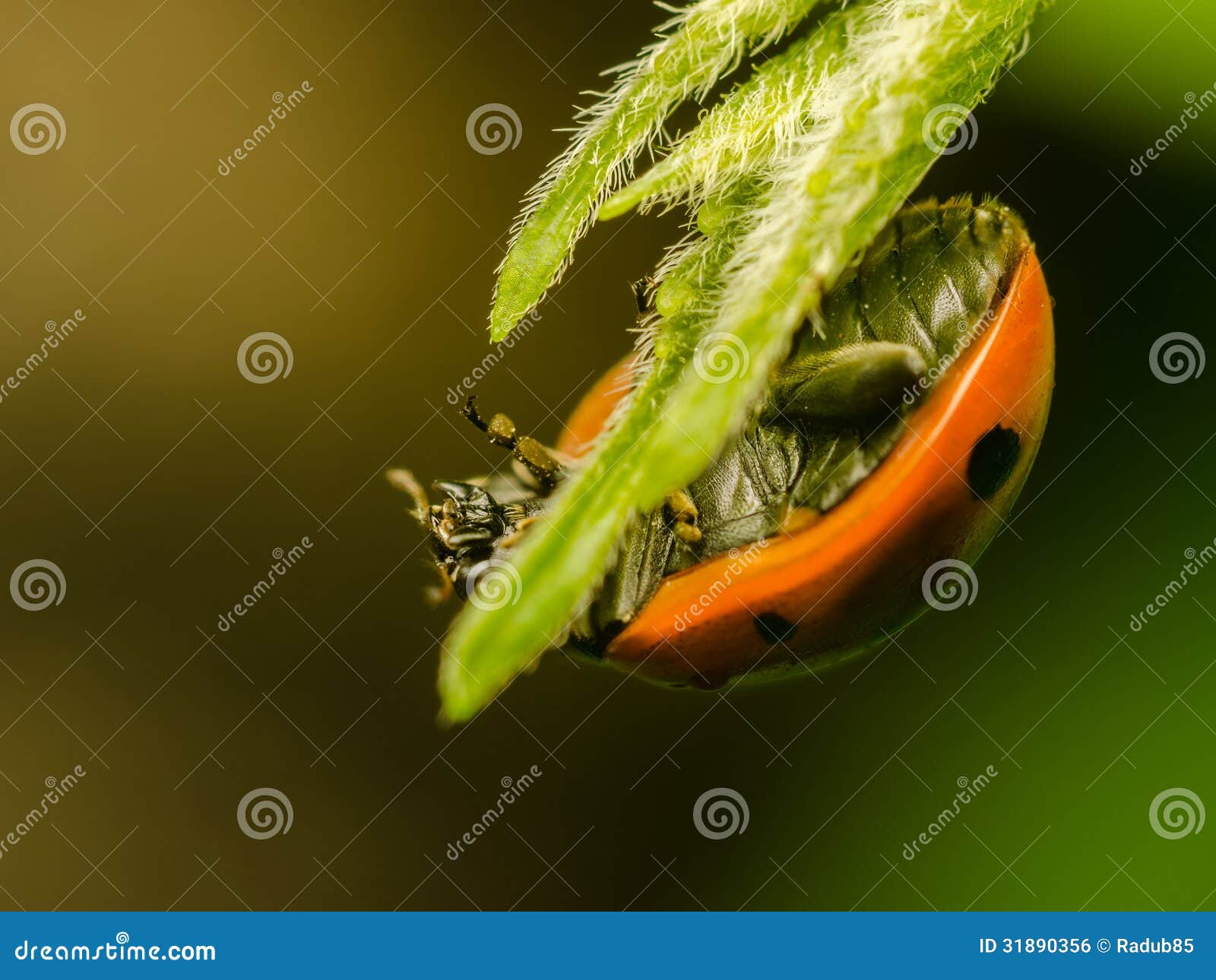 Hanging Ladybug stock photo. Image of hanging, detail - 31890356