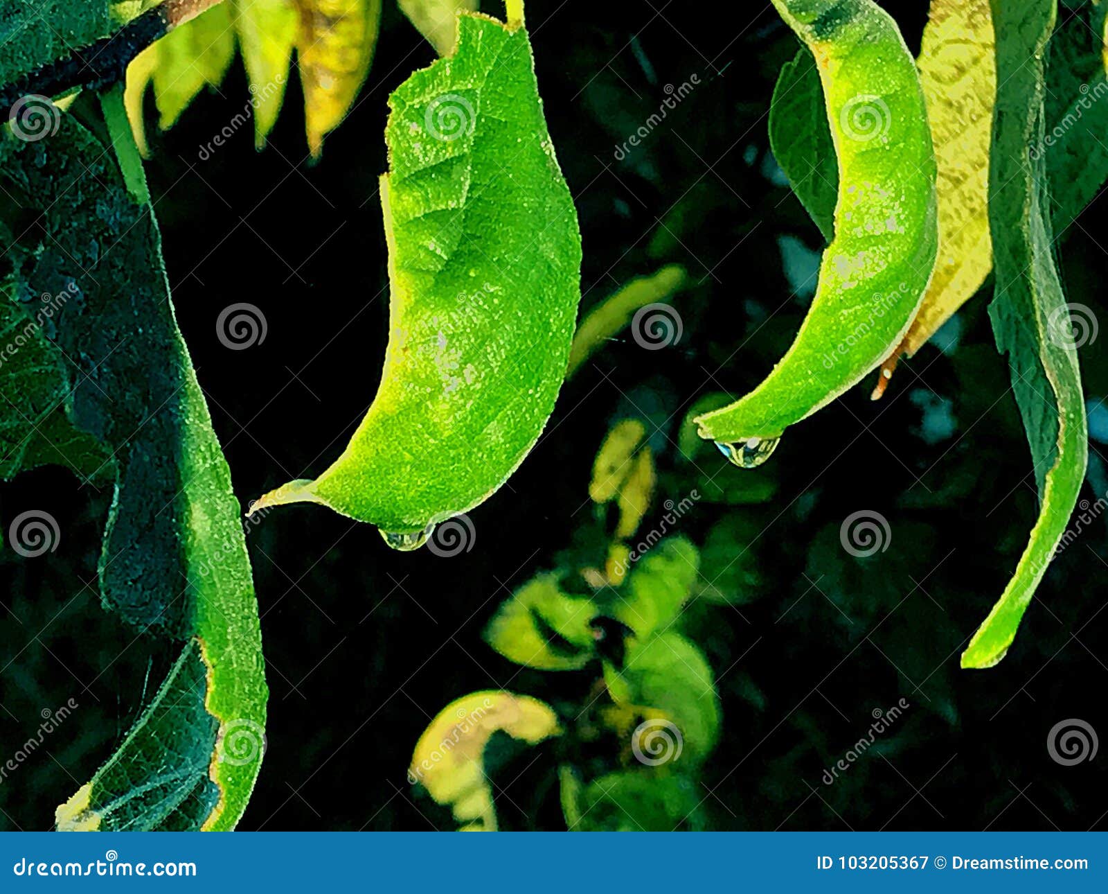 Hanging leaves stock image. Image of droopy, hanging - 103205367