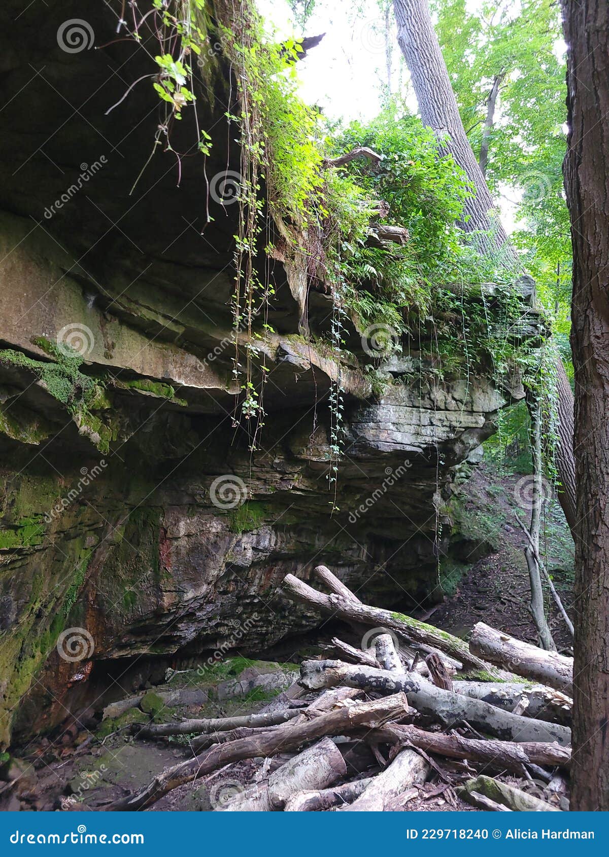 Hanging by a Ledge stock photo. Image of wilderness - 229718240