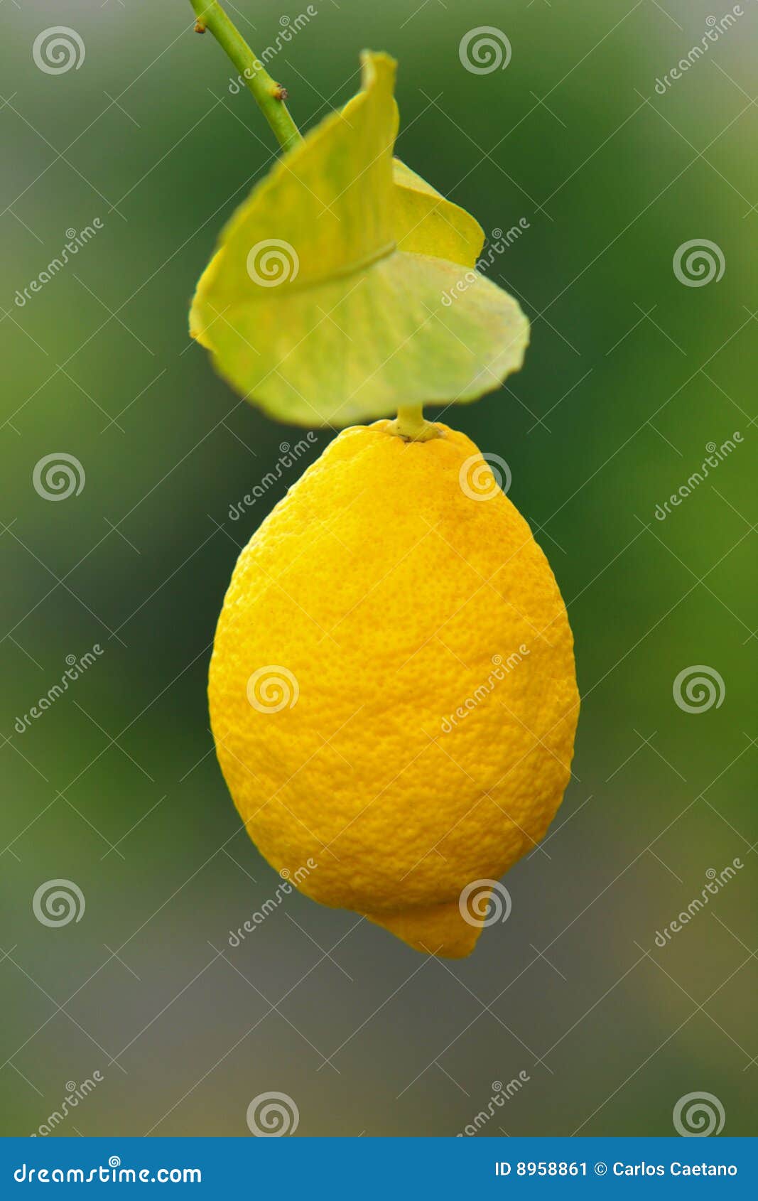 Hanging Lemon stock image. Image of plant, juice, leaf - 8958861