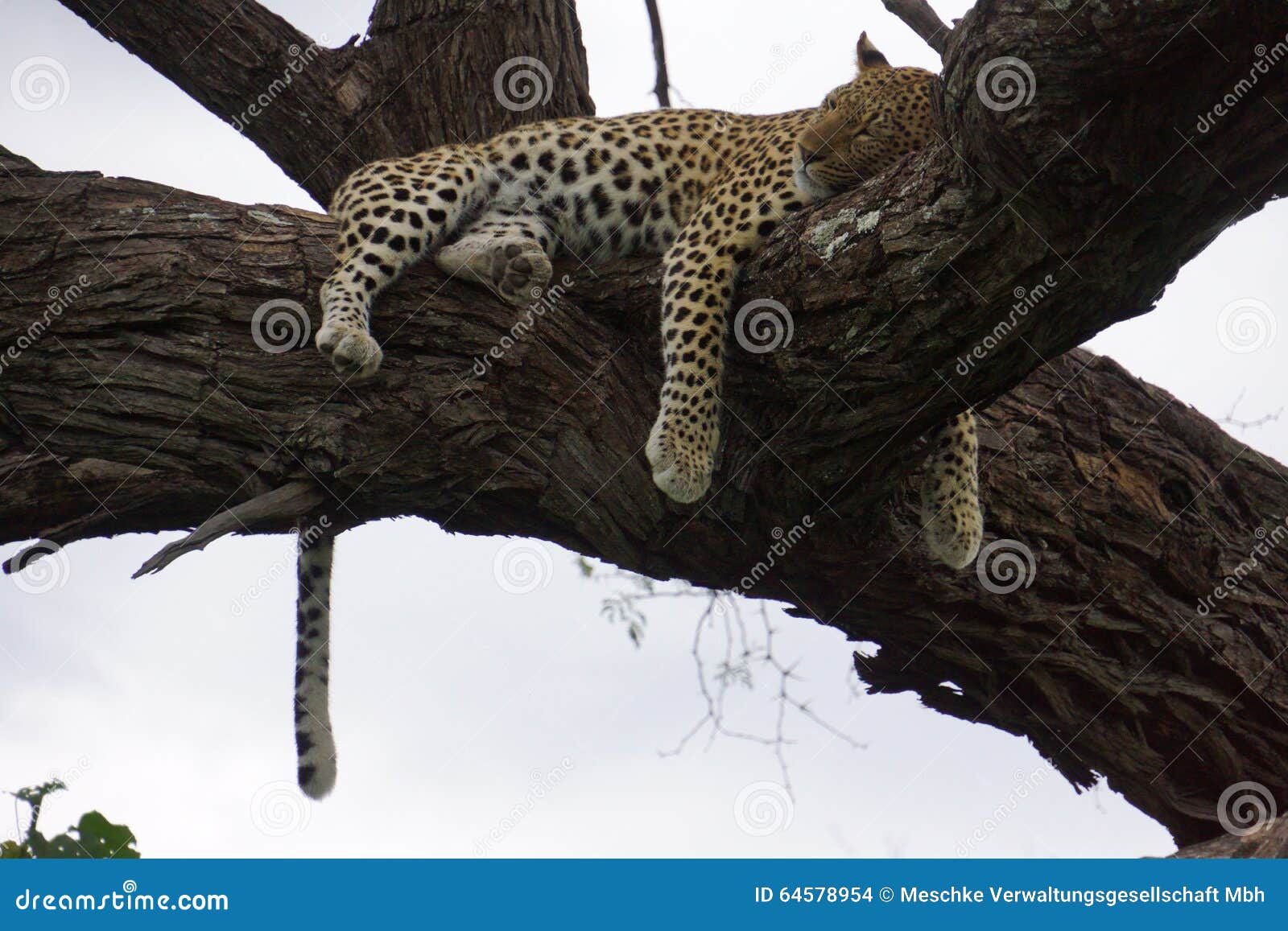 Hanging Leopard stock photo. Image of mammals, animals - 64578954