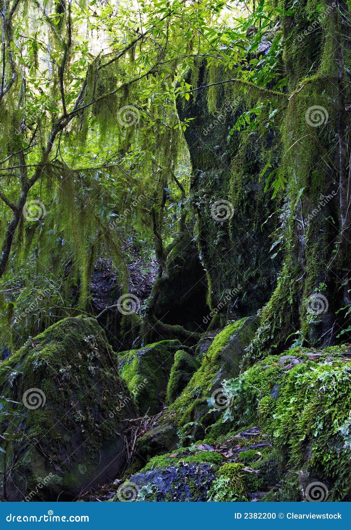 Hanging lichen and moss stock photo. Image of forest, landscape - 2382200