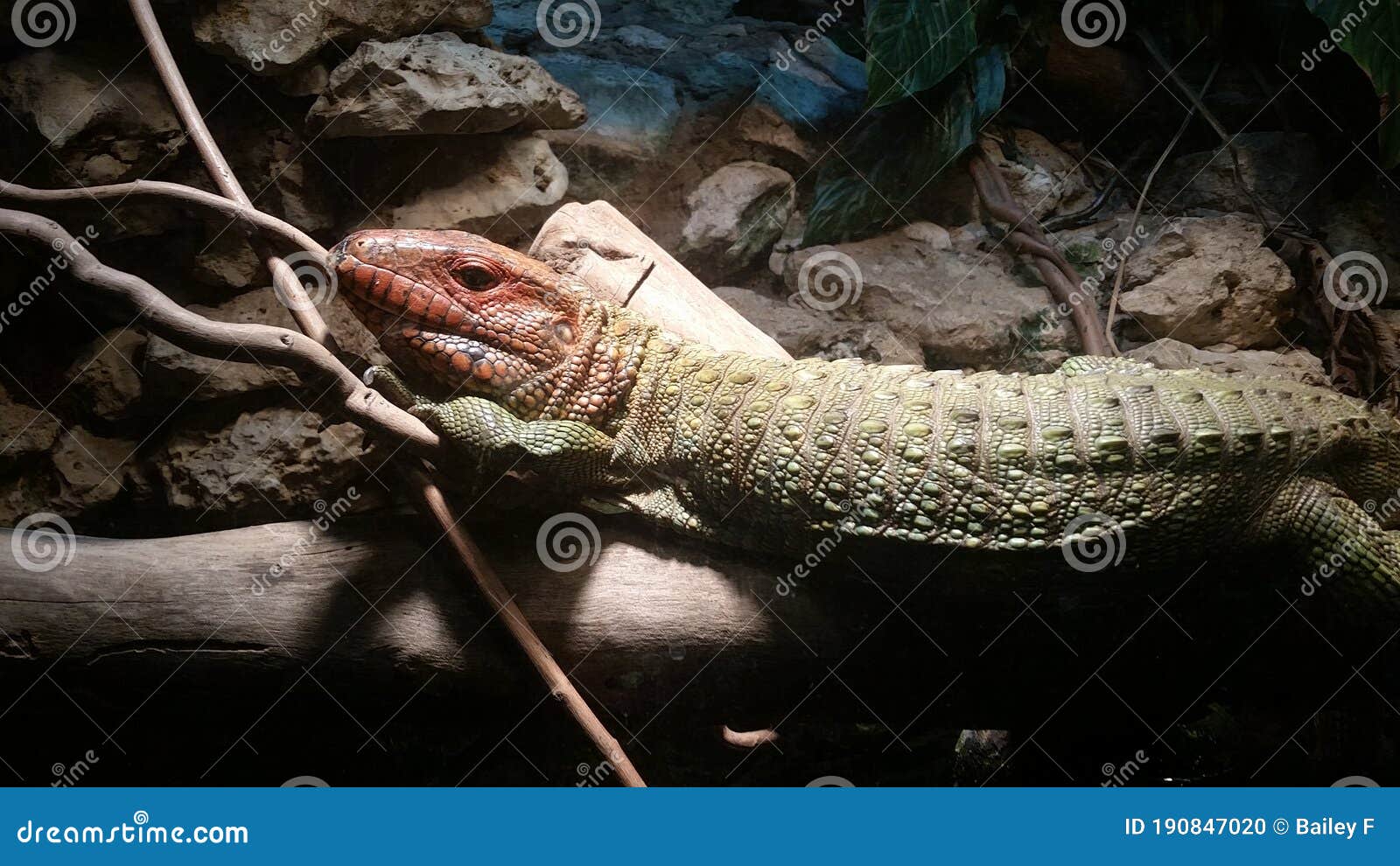 Hanging on a limb stock photo. Image of faced, amphibian - 190847020