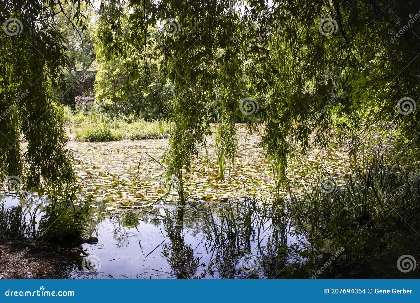 Hanging Limbs stock photo. Image of hanging, water, lillies - 207694354