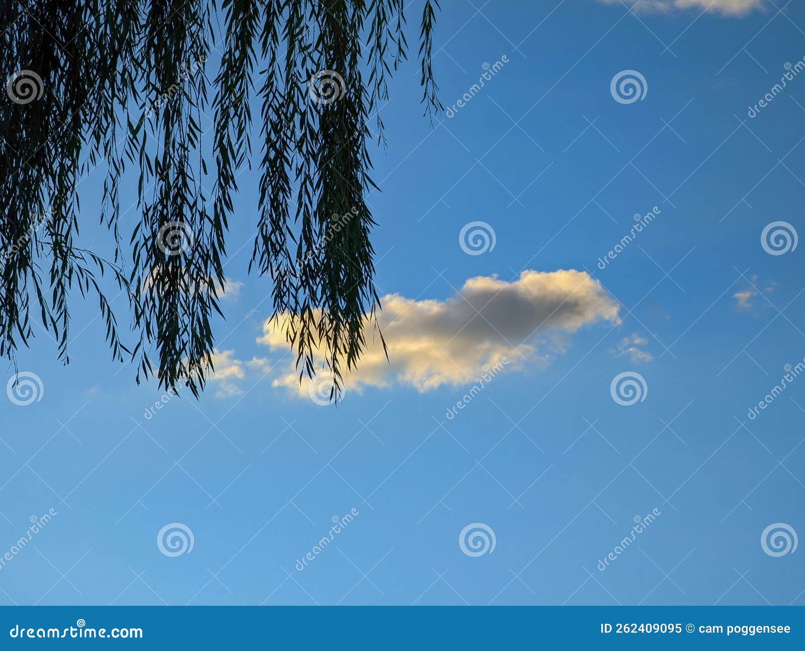 Hanging Limbs from a Weeping Willow with a Cloud Stock Image - Image of ...