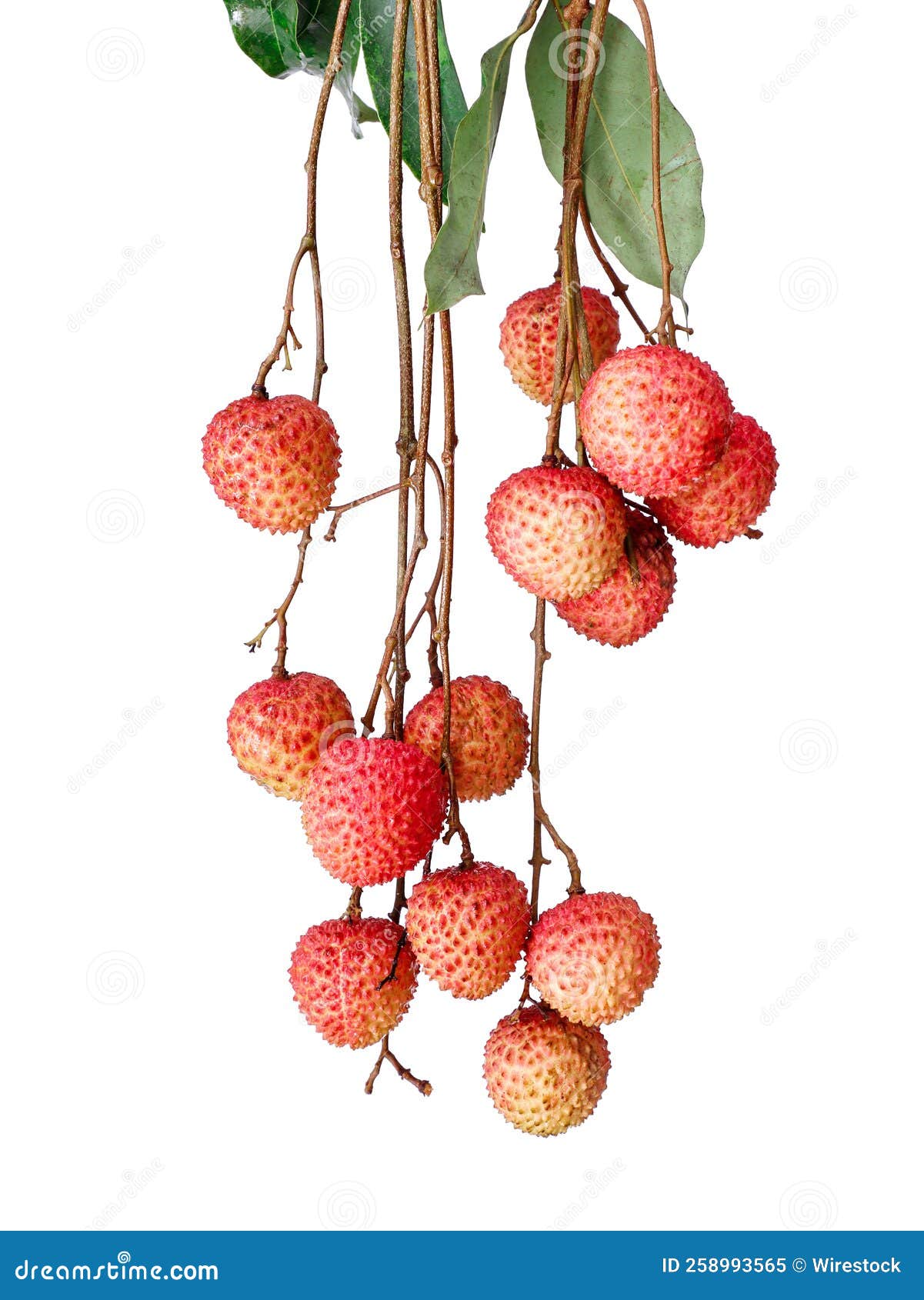 Hanging Litchi on White Background Stock Image - Image of fruit ...