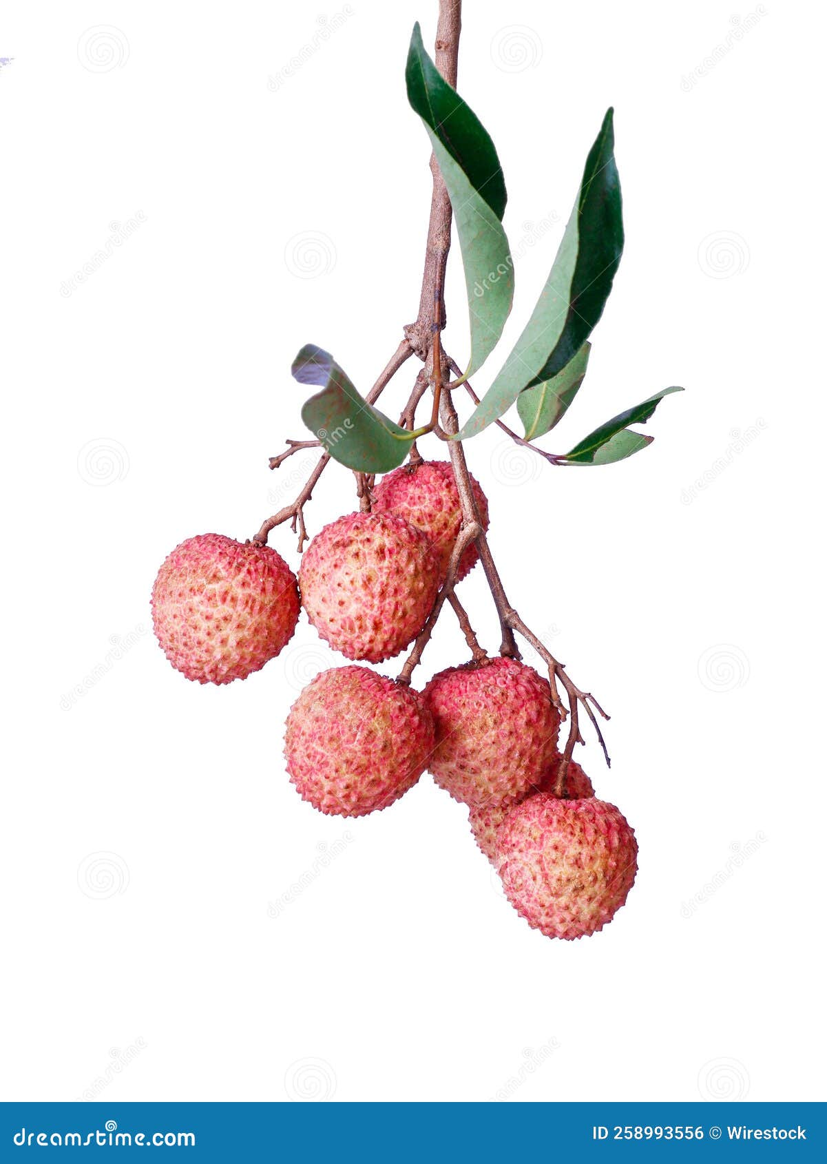 Hanging Litchi on White Background Stock Photo - Image of tasty ...