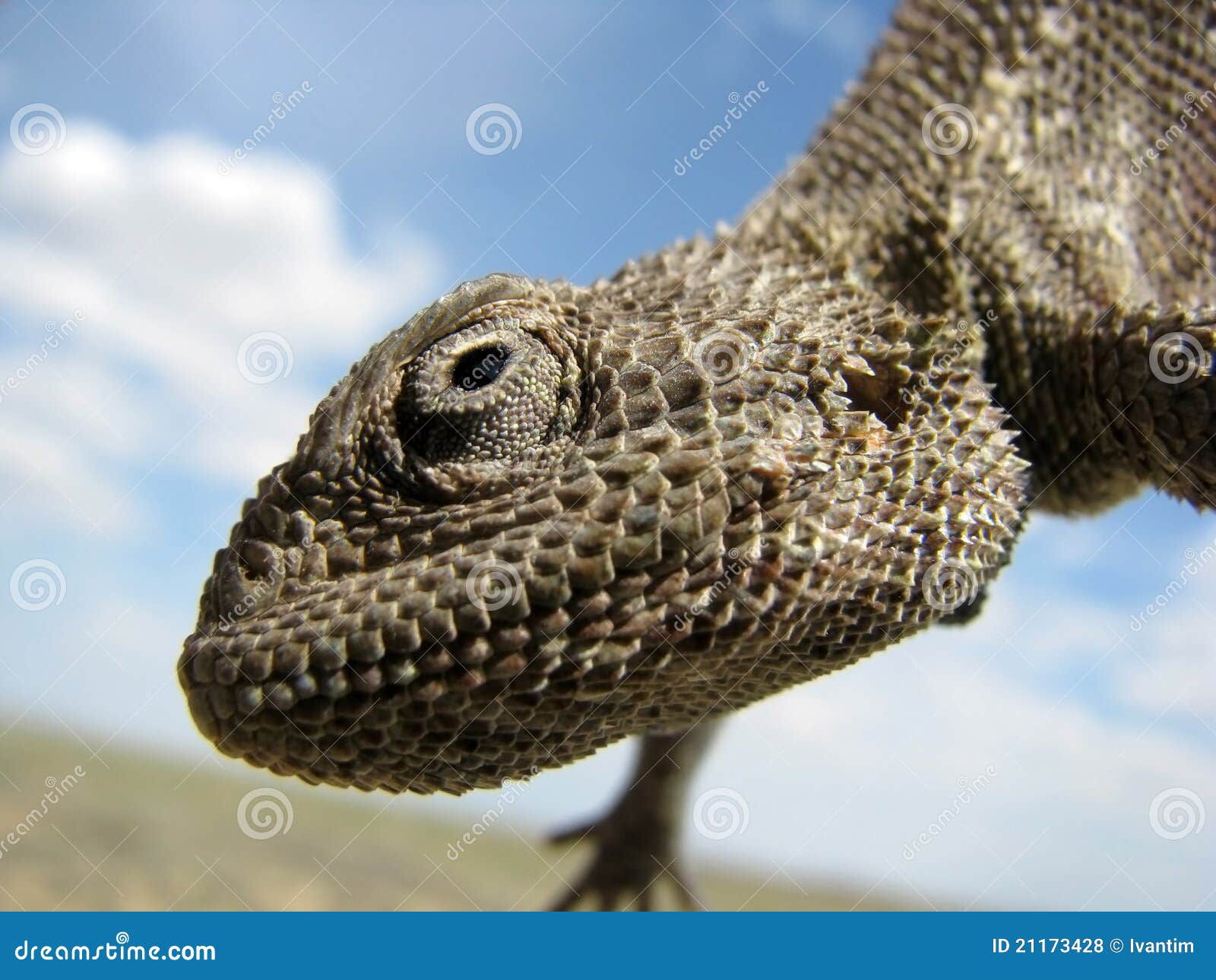 Hanging lizard stock photo. Image of dusty, portrait - 21173428