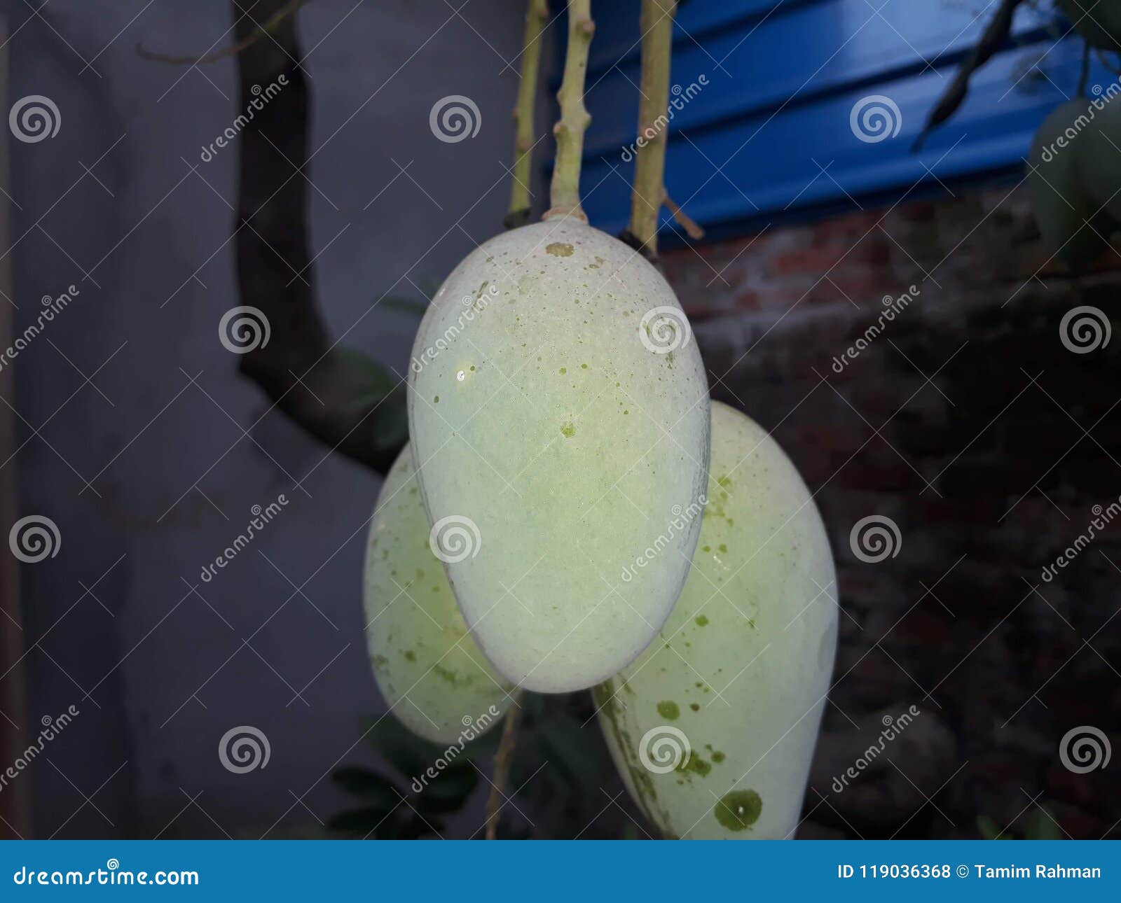 Mangoo stock photo. Image of mangooss, hanging, tree - 119036368
