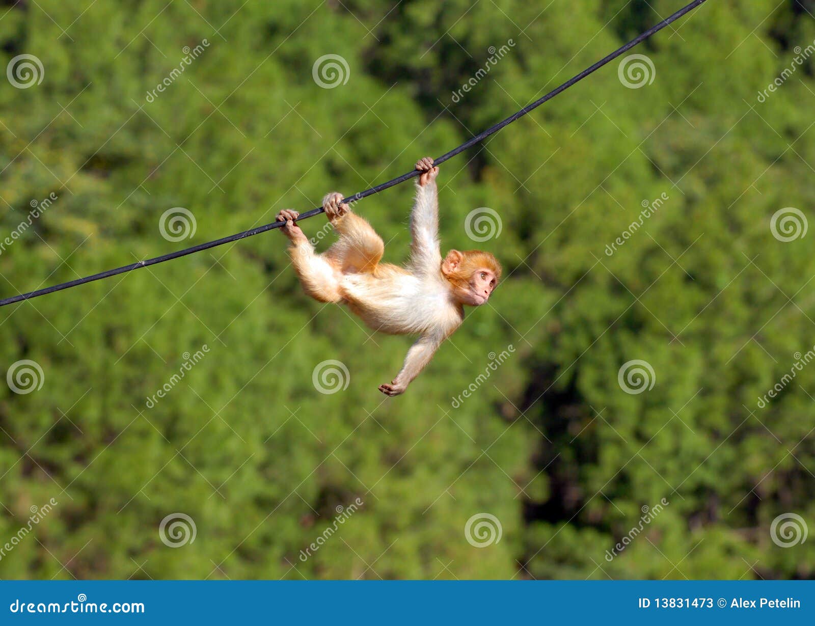 Hanging monkey stock image. Image of harmony, borneo - 13831473