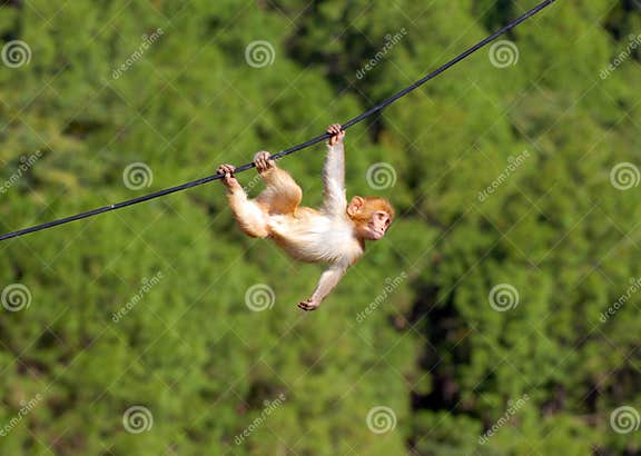 Hanging monkey stock image. Image of harmony, borneo - 13831473