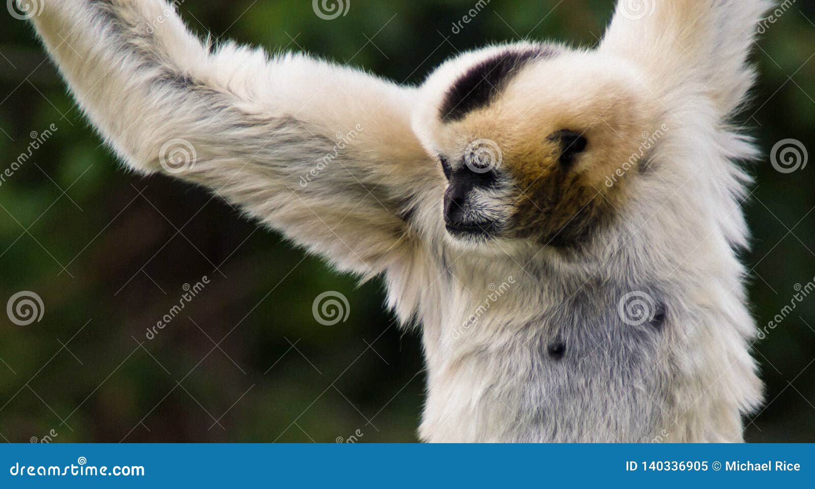 Hanging monkey stock image. Image of posing, hanging - 140336905