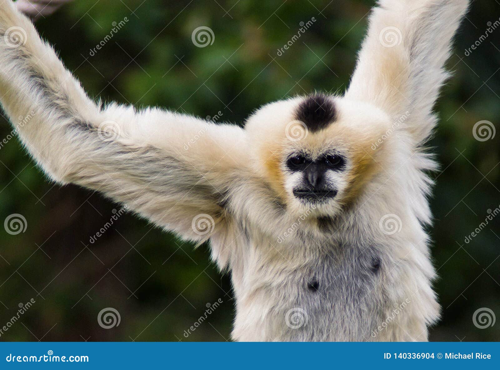 Hanging monkey stock photo. Image of monkey, mammal - 140336904