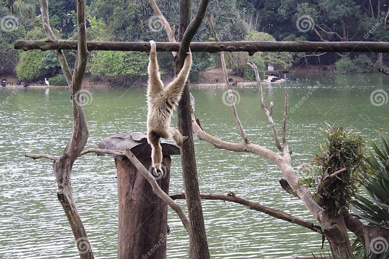 Hanging Monkey - Sao Paulo Zoo Stock Photo - Image of branches, monkey ...