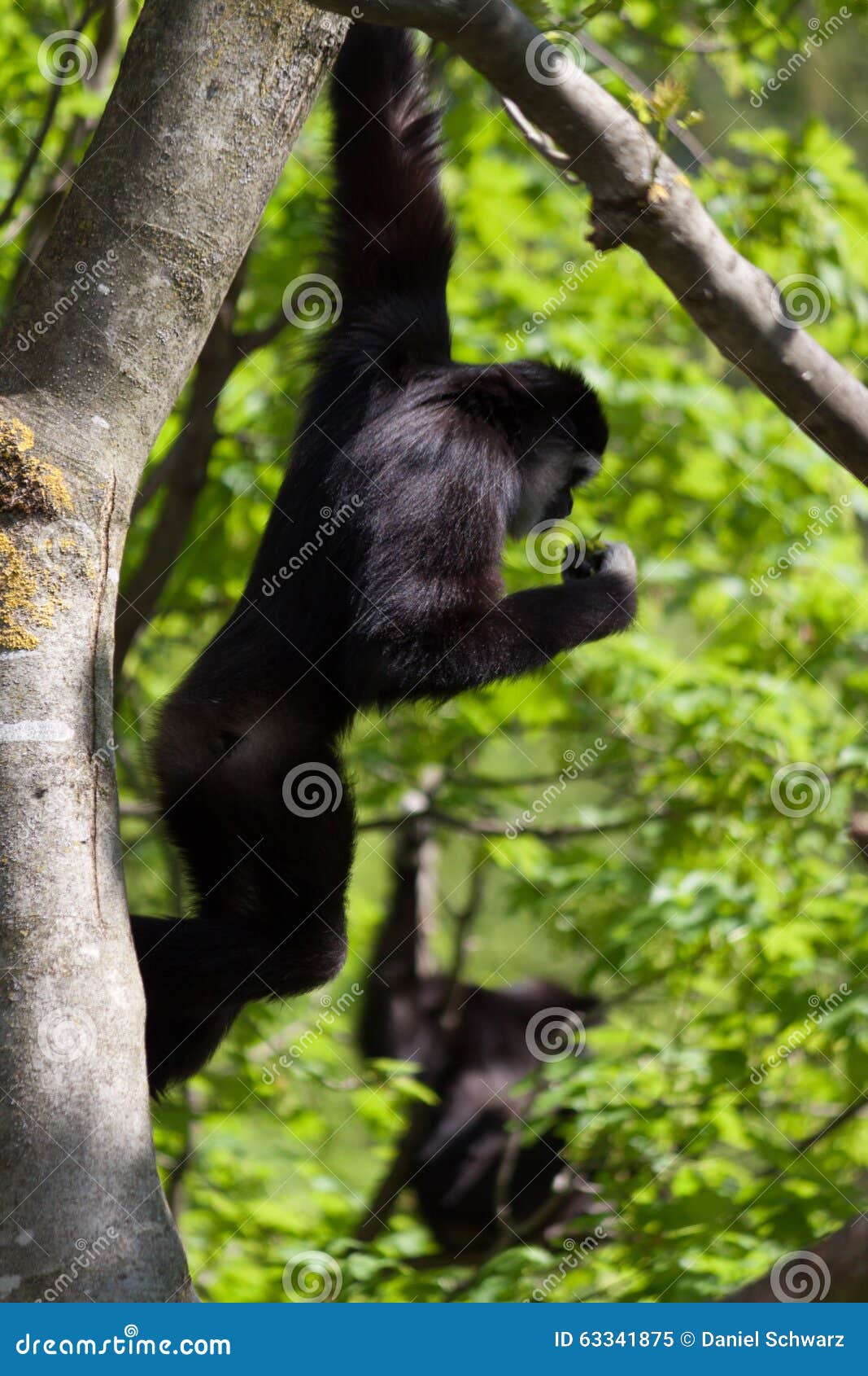 Hanging Monkey stock image. Image of leaves, black, monkey - 63341875