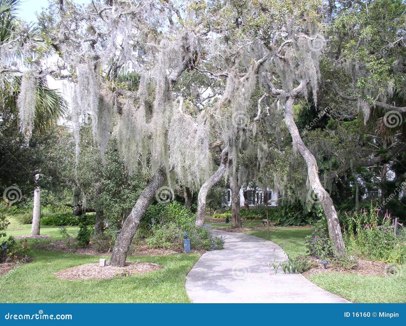 Hanging Moss stock photo. Image of tropical, hanging, moss - 16160