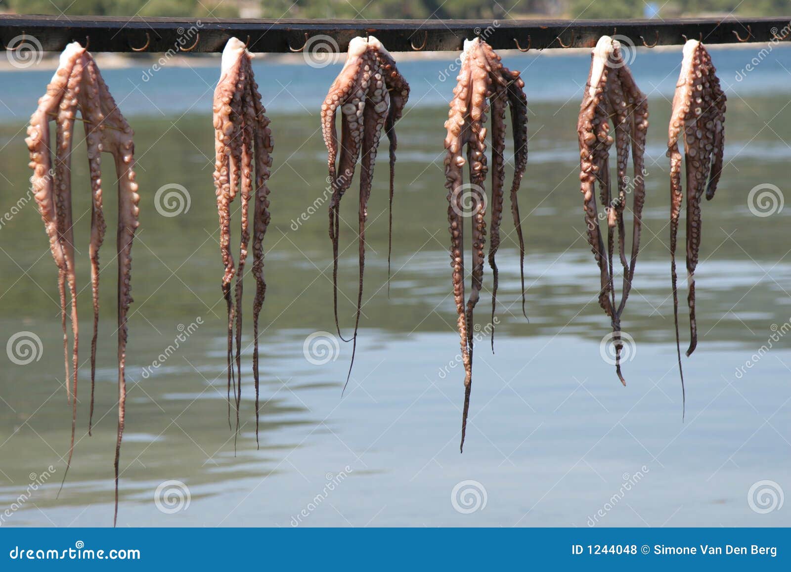 Hanging octopus stock photo. Image of food, delicious - 1244048