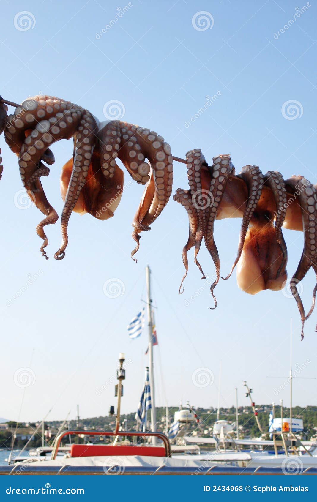 Hanging octopus stock photo. Image of holiday, islands - 2434968