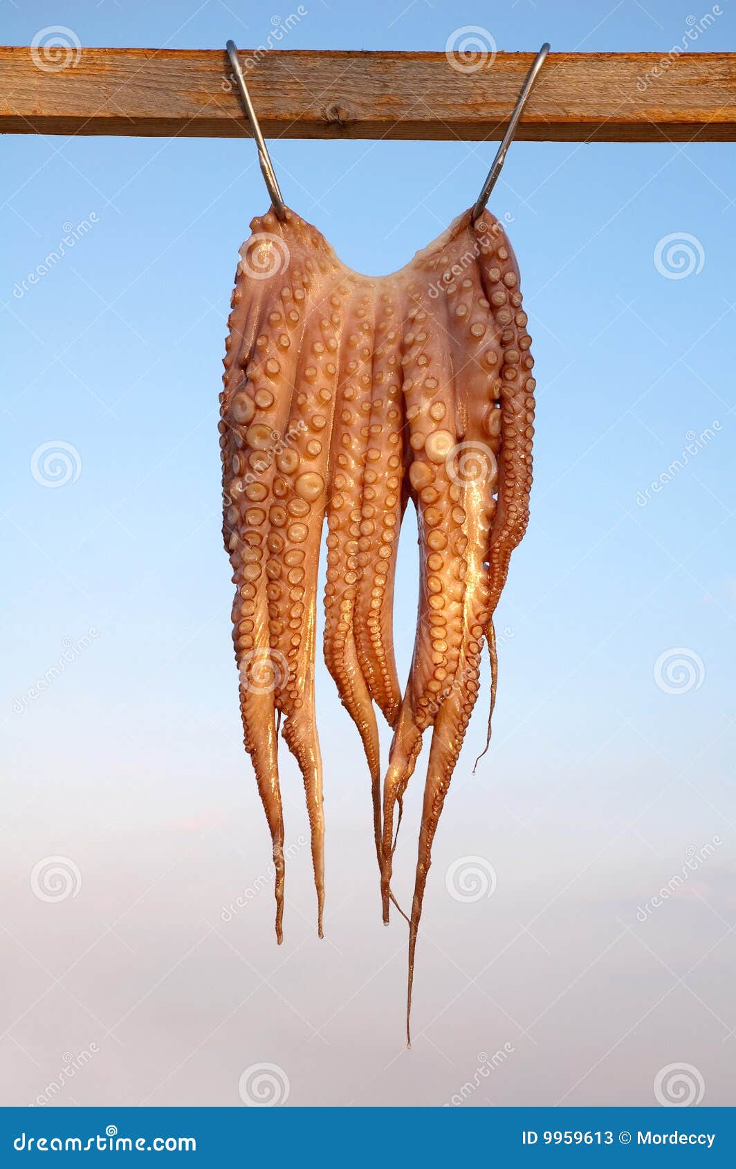 Hanging octopus stock image. Image of squid, nutrition - 9959613