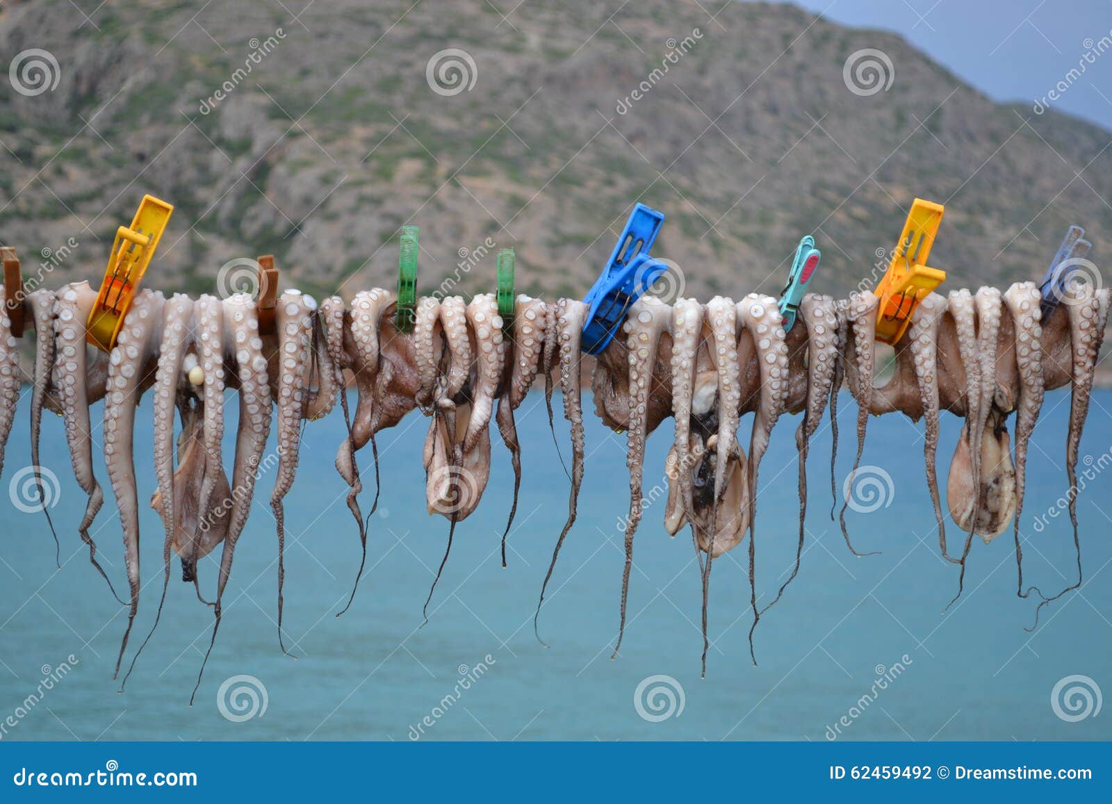 Hanging octopus stock photo. Image of food, gibbs, island - 62459492