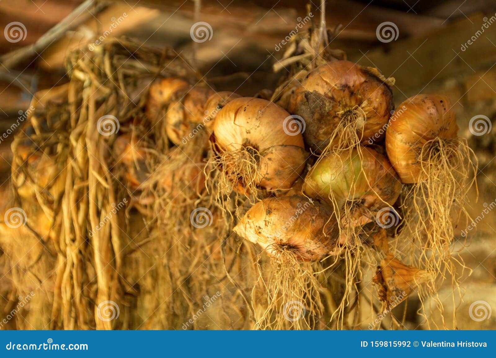 Hanging Onion Braids for Storage on a Farm Stock Photo - Image of ...