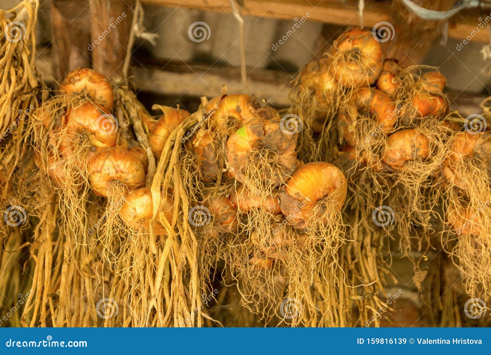 Hanging Onion Braids for Storage on a Farm Stock Image - Image of bulb ...