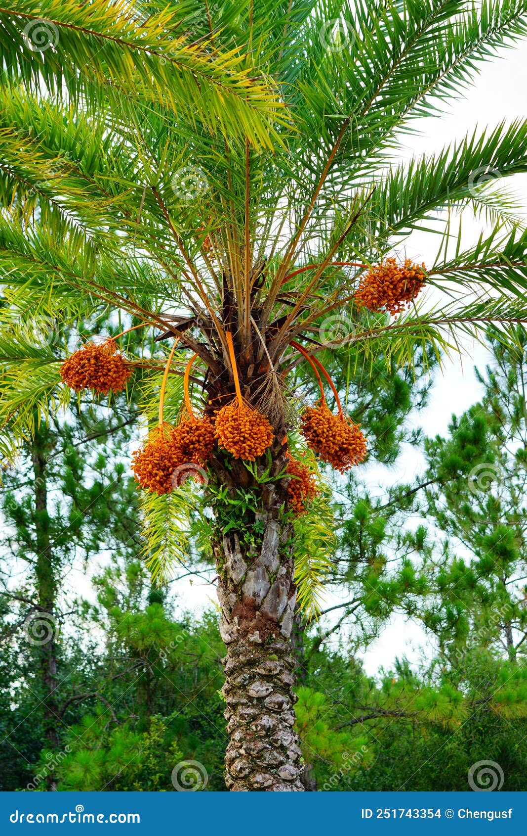 Hanging Orange Palm Tree Fruit Stock Photo - Image of closeup, cloudy ...