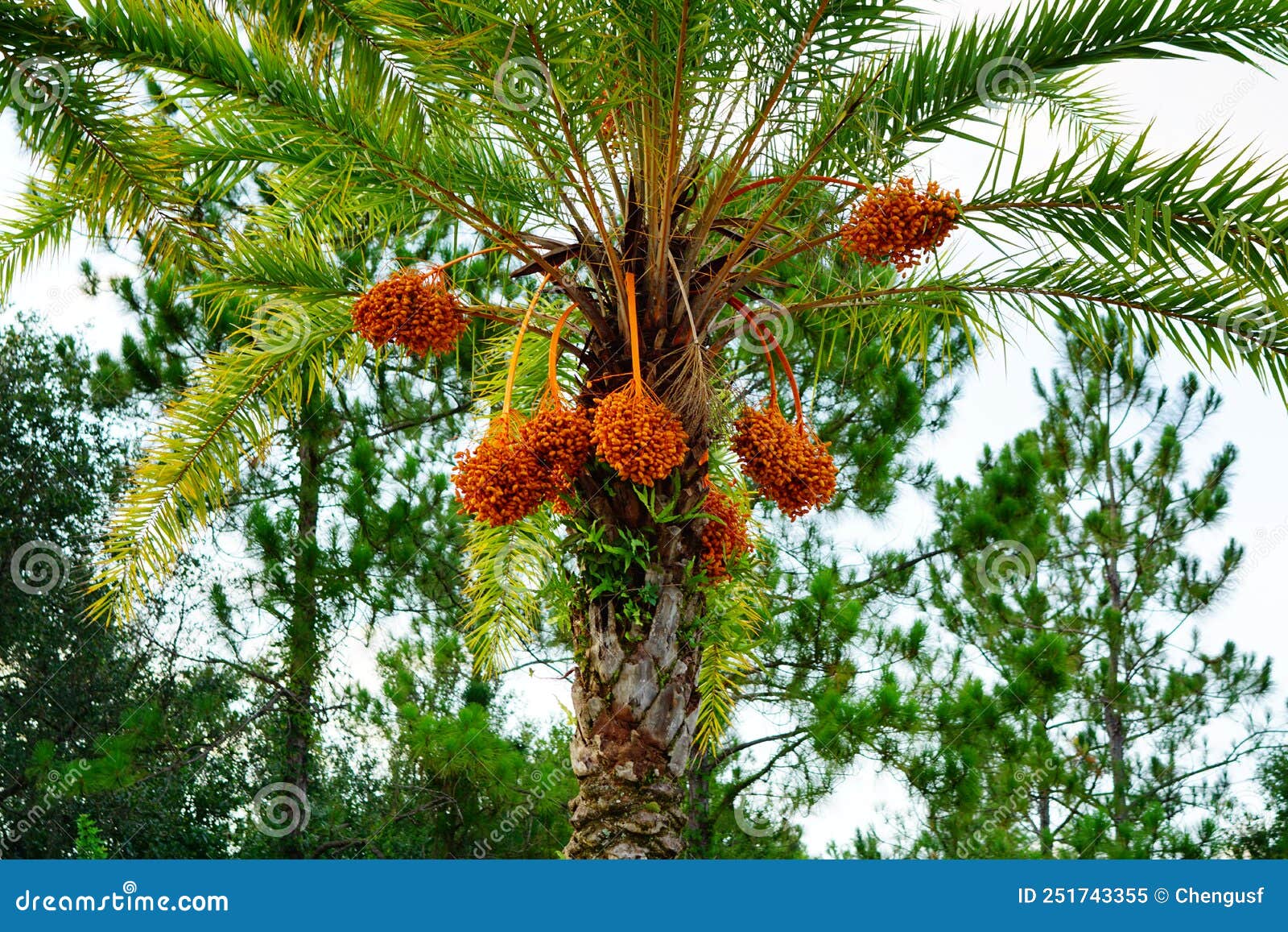 Hanging Orange Palm Tree Fruit Stock Image - Image of natural, arrow ...
