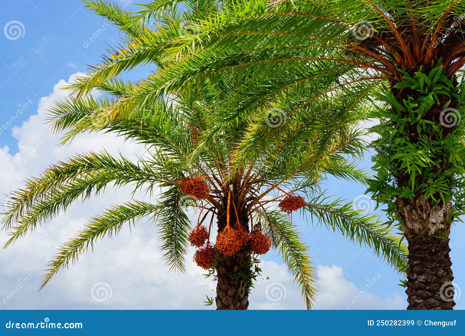 Hanging Orange Palm Tree Fruit Stock Image - Image of community ...