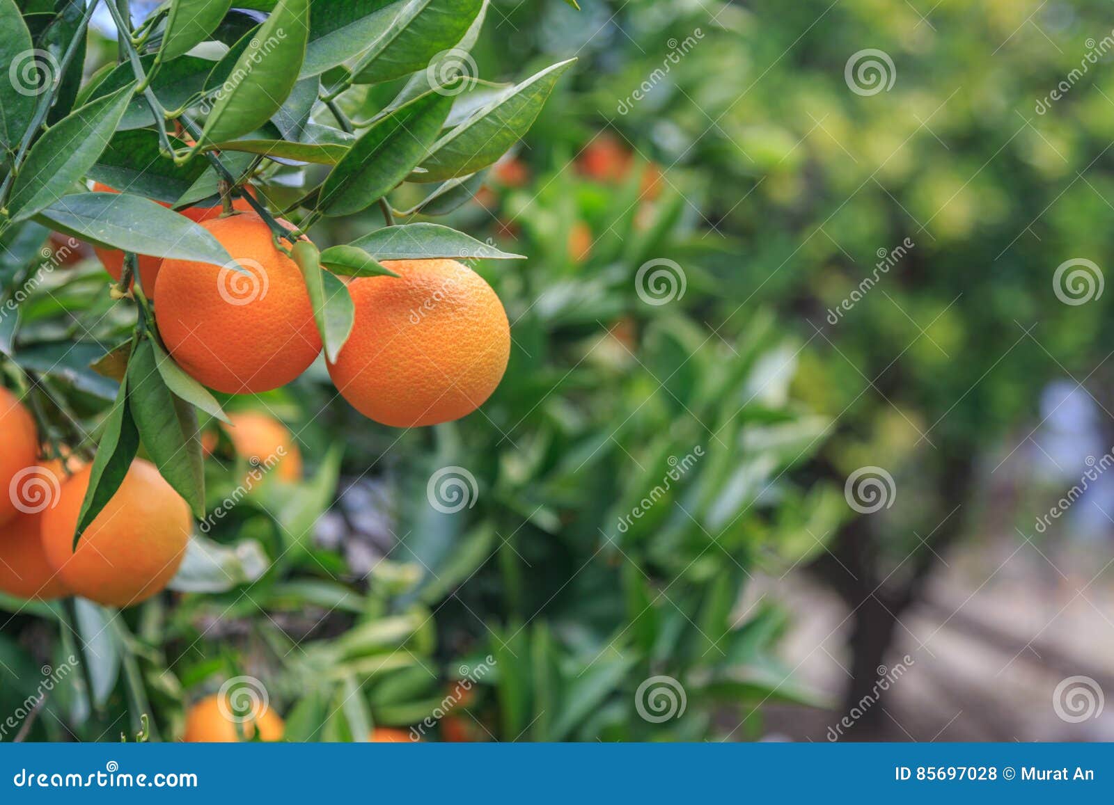 Hanging Oranges on Branch in the Orange Garden Stock Photo - Image of ...