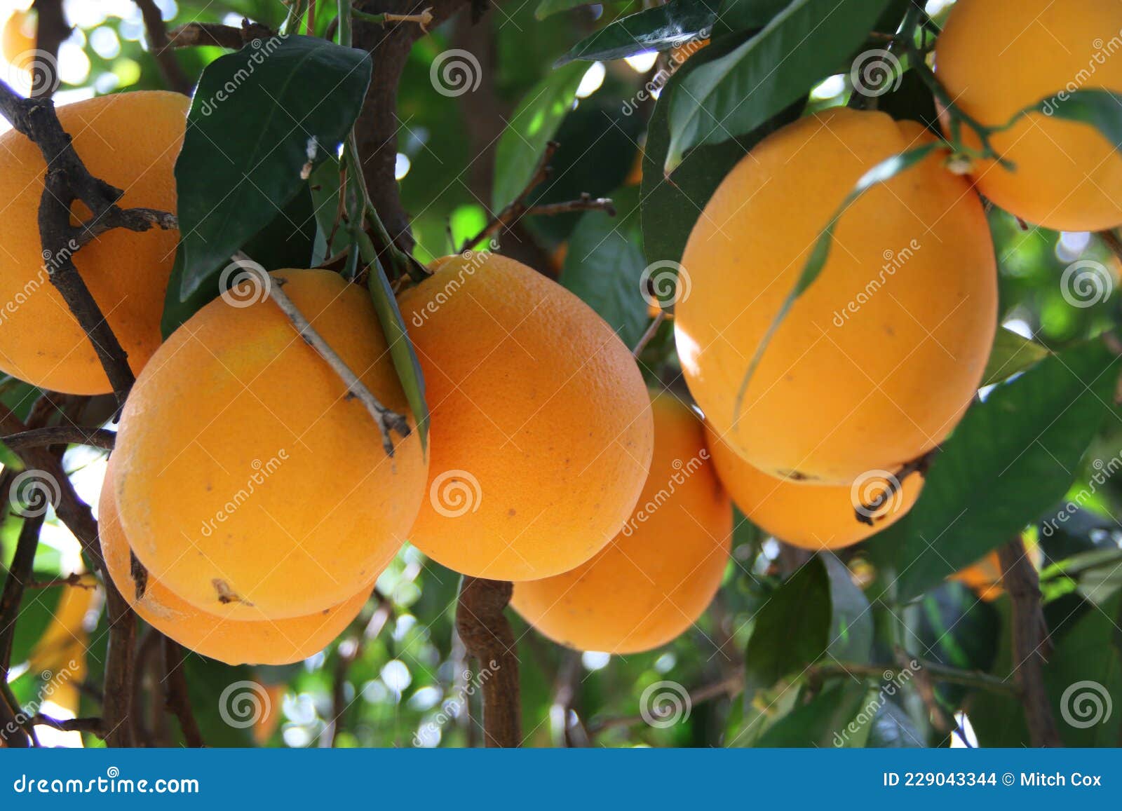 Hanging Oranges stock photo. Image of fruit, branch - 229043344