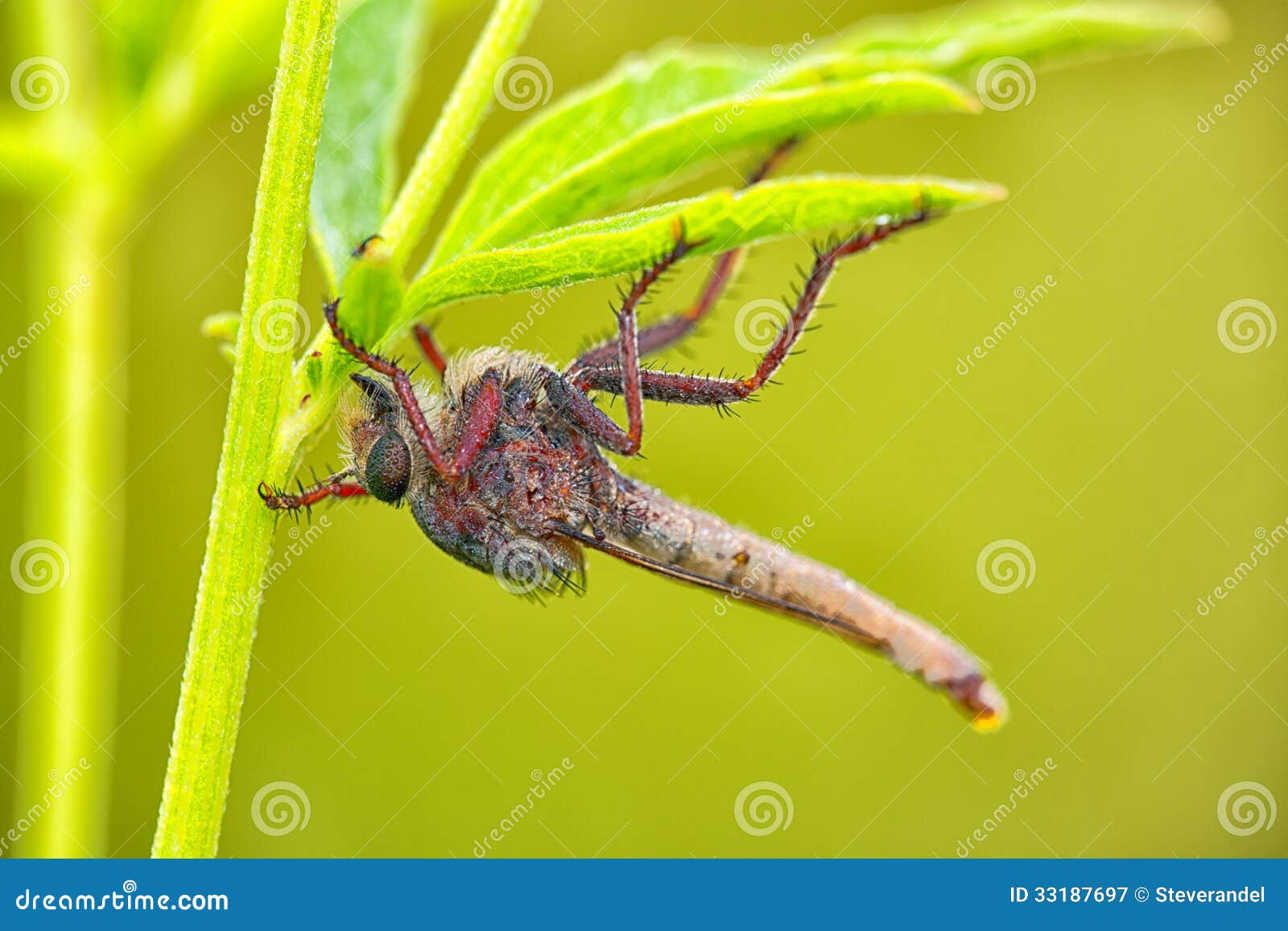 Hanging out 2 stock image. Image of upside, bugs, insects - 33187697