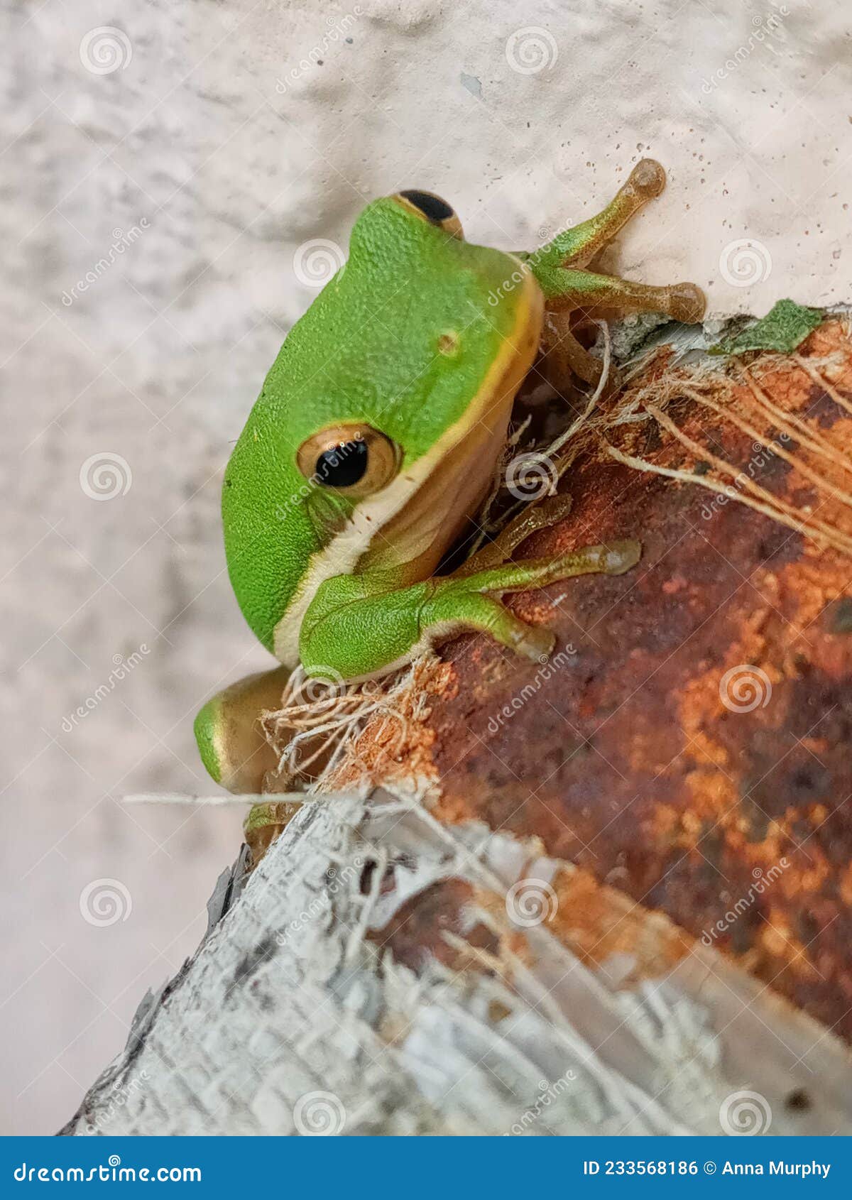 Frogs stock photo. Image of wildlife, arthropod, food - 233568186