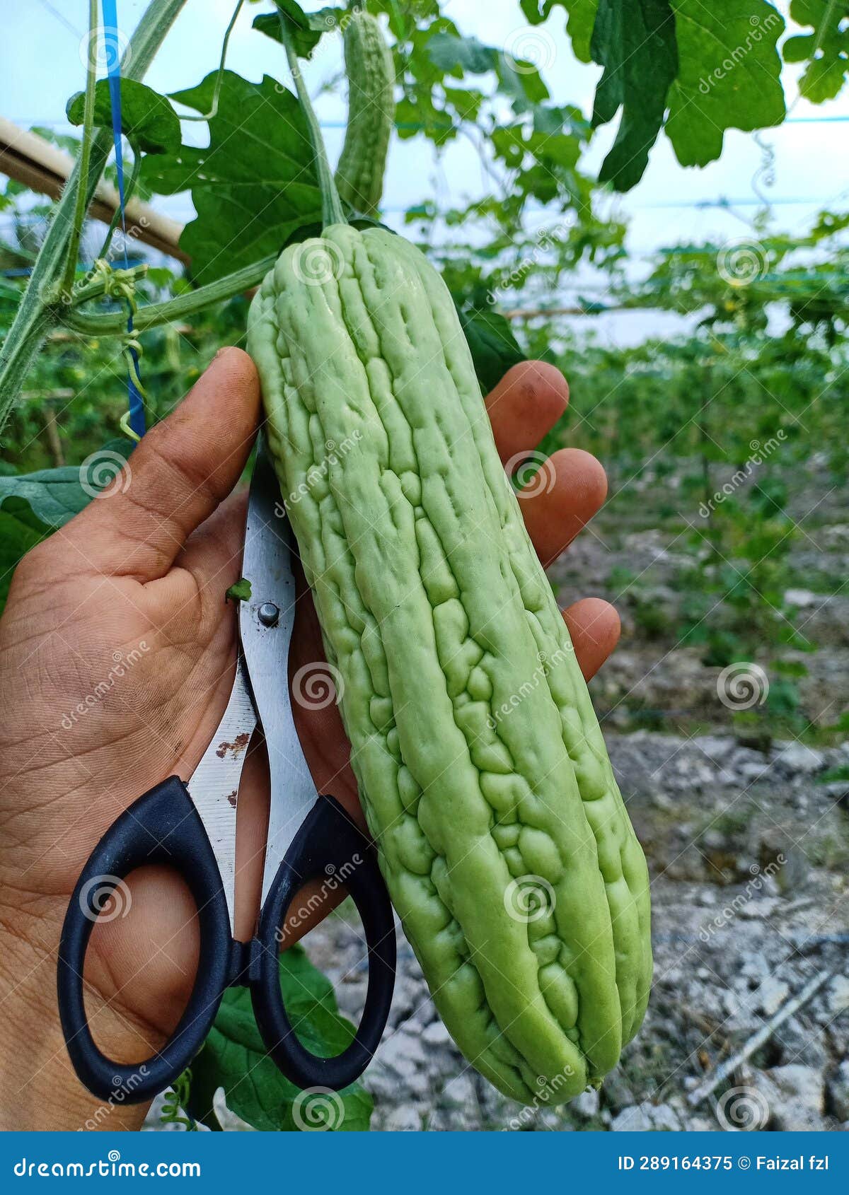 Pare, Pariah Or Bitter Gourd Stock Photo | CartoonDealer.com #262826040