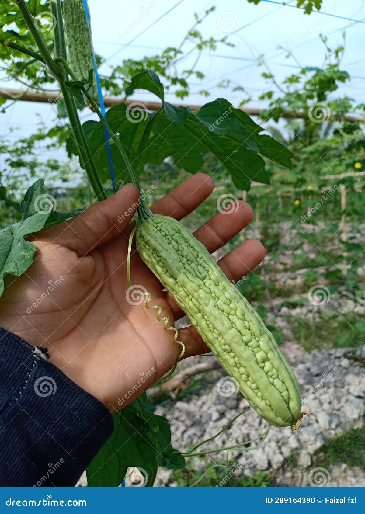 Pare, Pariah Or Bitter Gourd Stock Photo | CartoonDealer.com #262826040