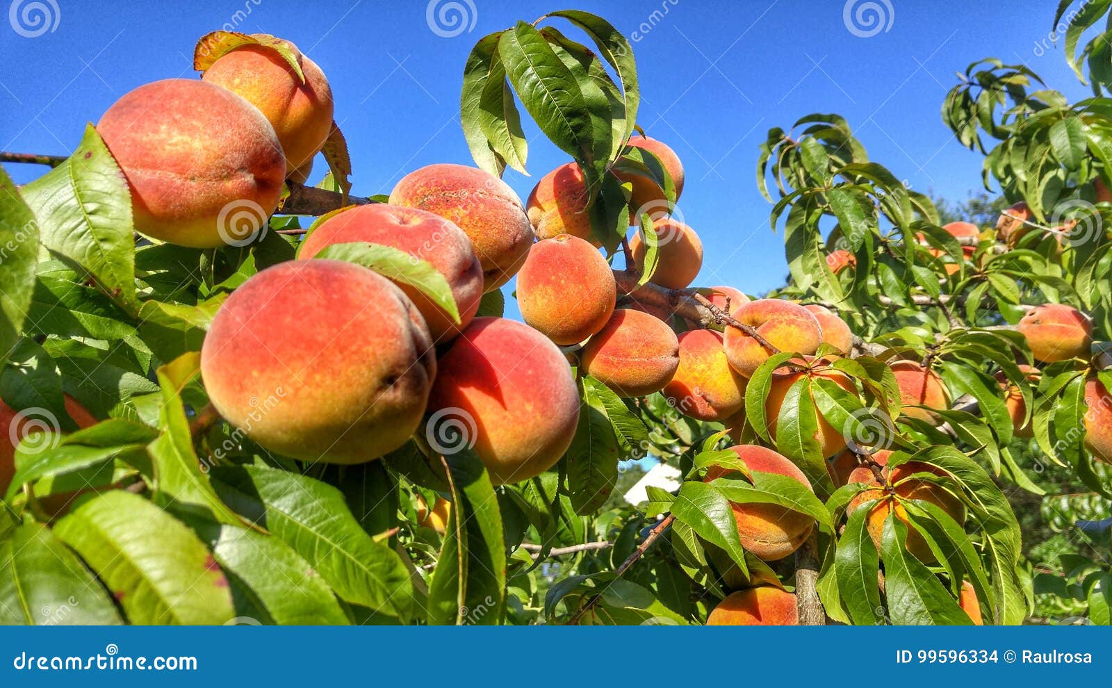 Hanging peaches stock photo. Image of food, branches - 99596334
