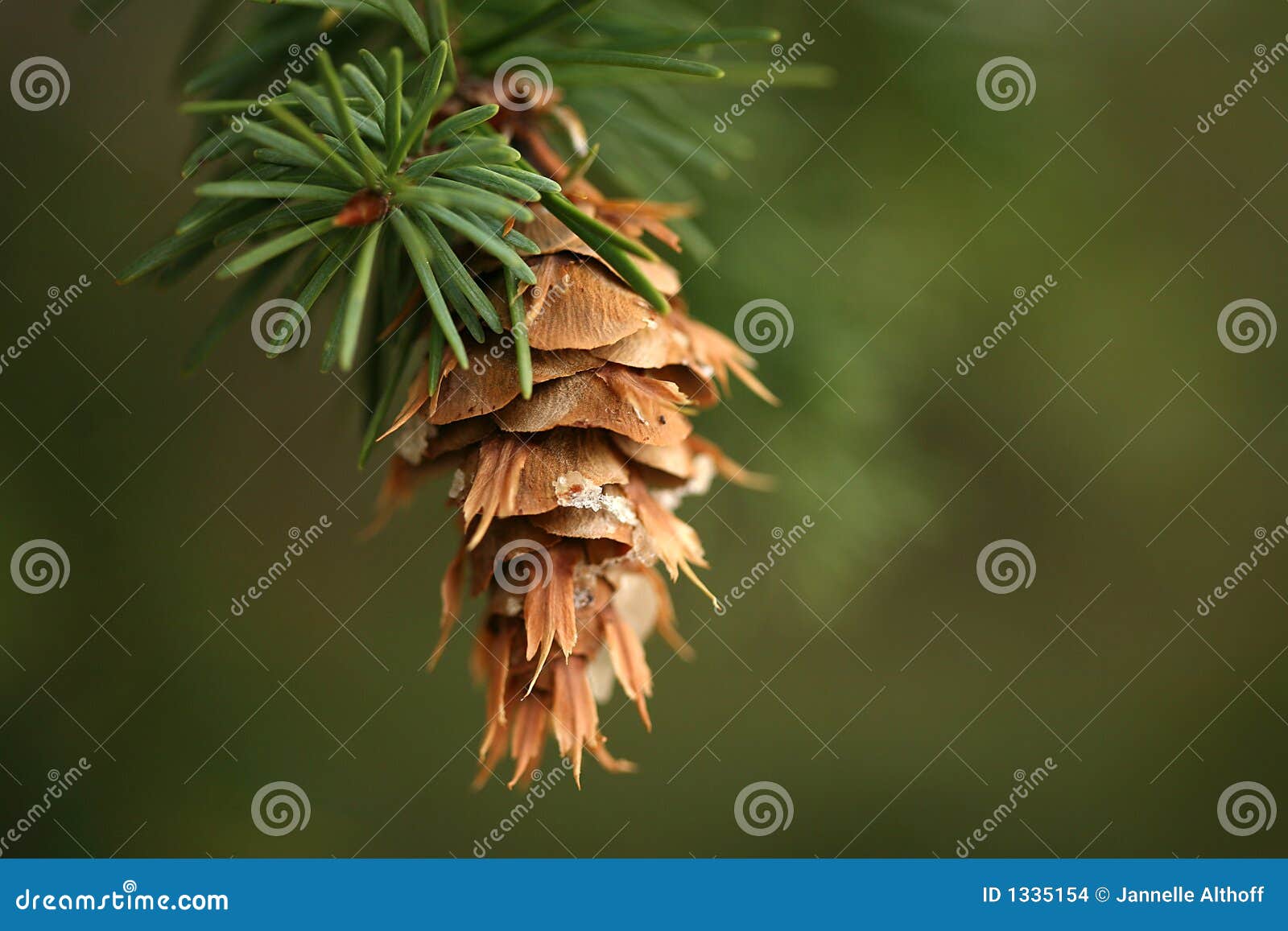 Hanging pine cone stock photo. Image of forest, soil, sprout - 1335154