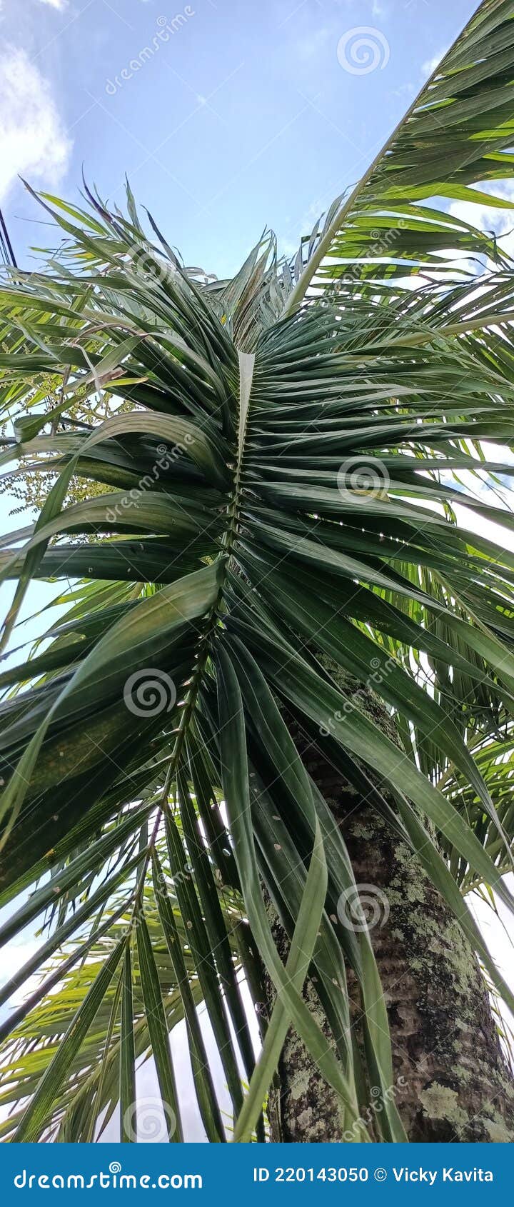 Hanging Pine Tree Leaves in the Shade Stock Photo - Image of hanging ...