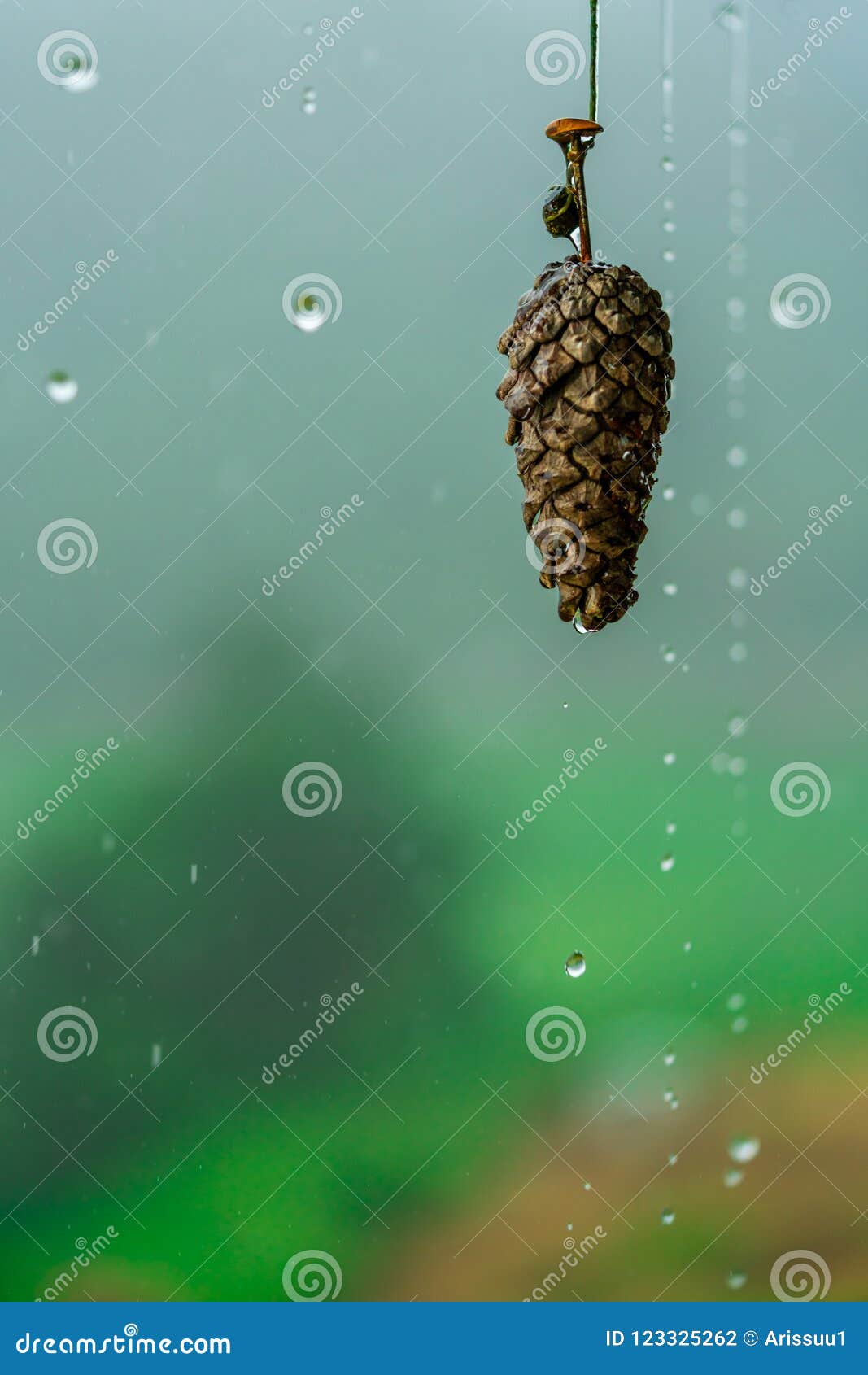 Hanging a Pine Tree Mobile stock photo. Image of natural - 123325262