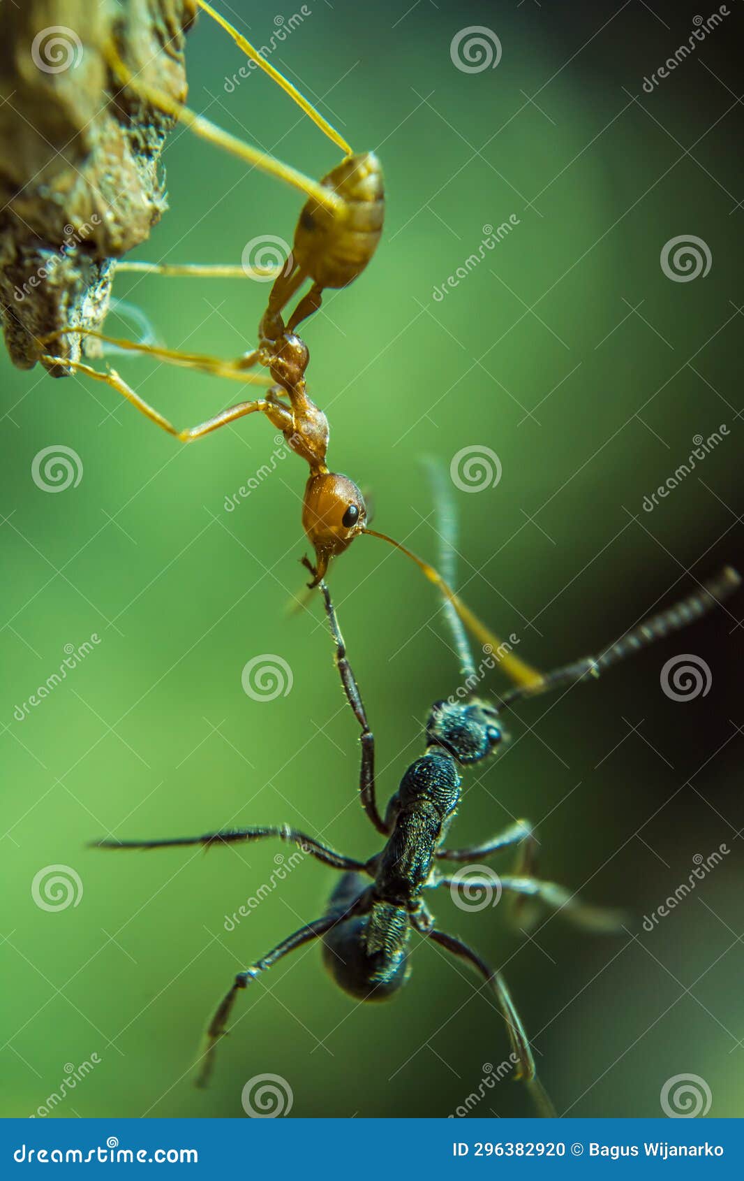 Hanging Red Ant is Fighting Black Ant Stock Photo - Image of insect ...