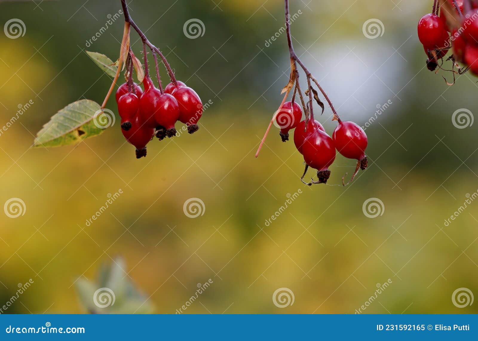 Hanging Red Rose Berries in Autumn Stock Image - Image of fruit, rose ...