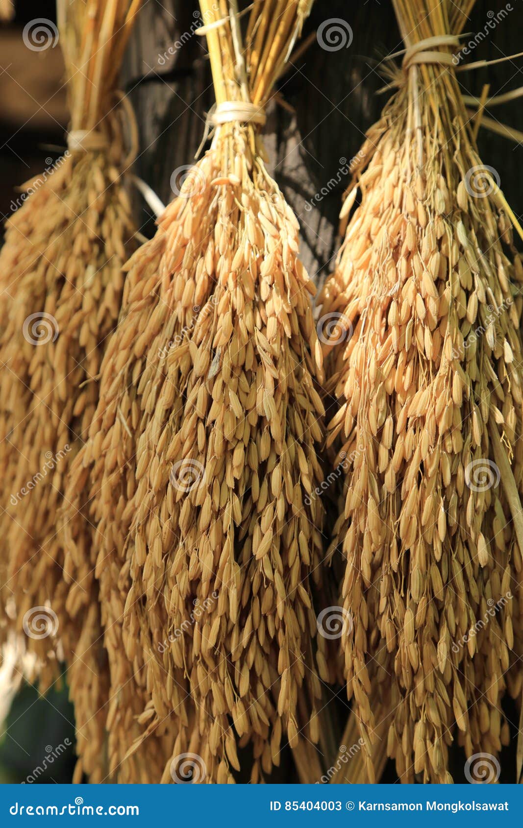 Hanging Rice in the Husks, Paddy, Unmilled Stock Image - Image of ...