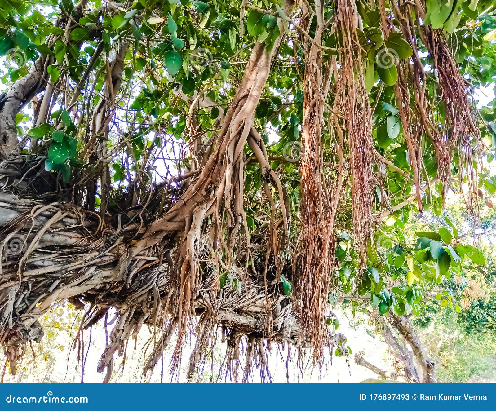 Hanging Root of Banyan Tree Image India Stock Image - Image of tree ...