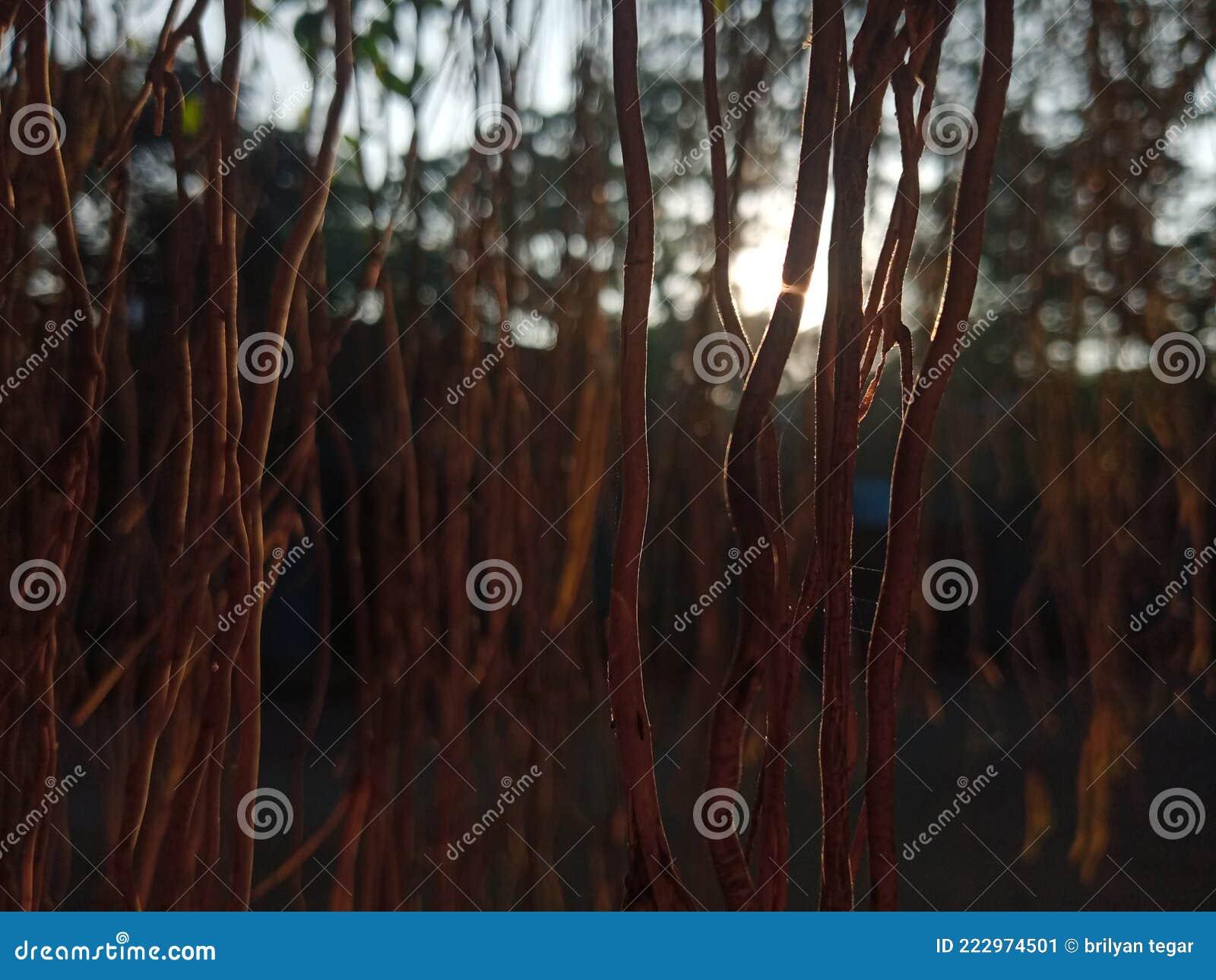 Hanging Air Root Plant, Dave And Tillandsia On White Background ...