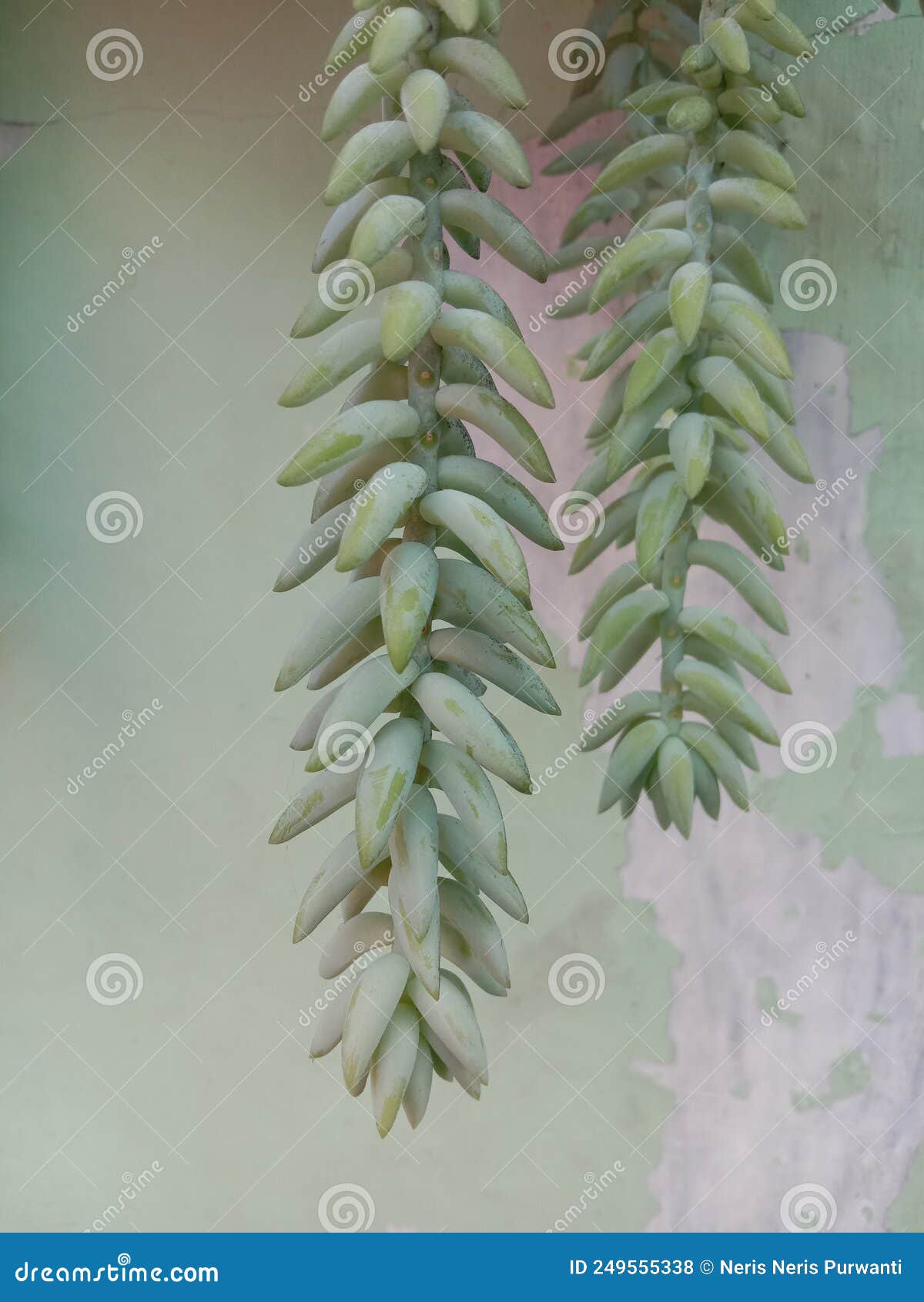 Hanging root flower stock photo. Image of herb, green - 249555338